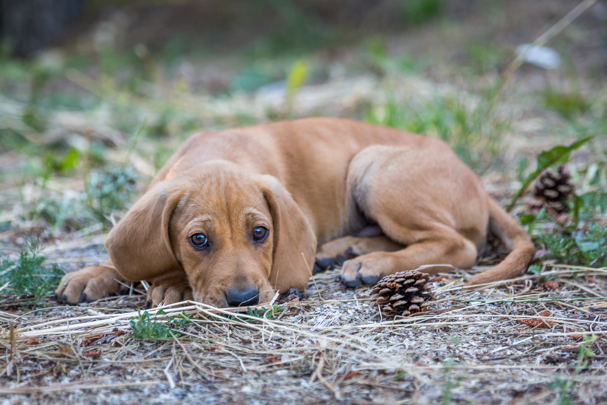 Bloodhound Dog Breed Information & Characteristics