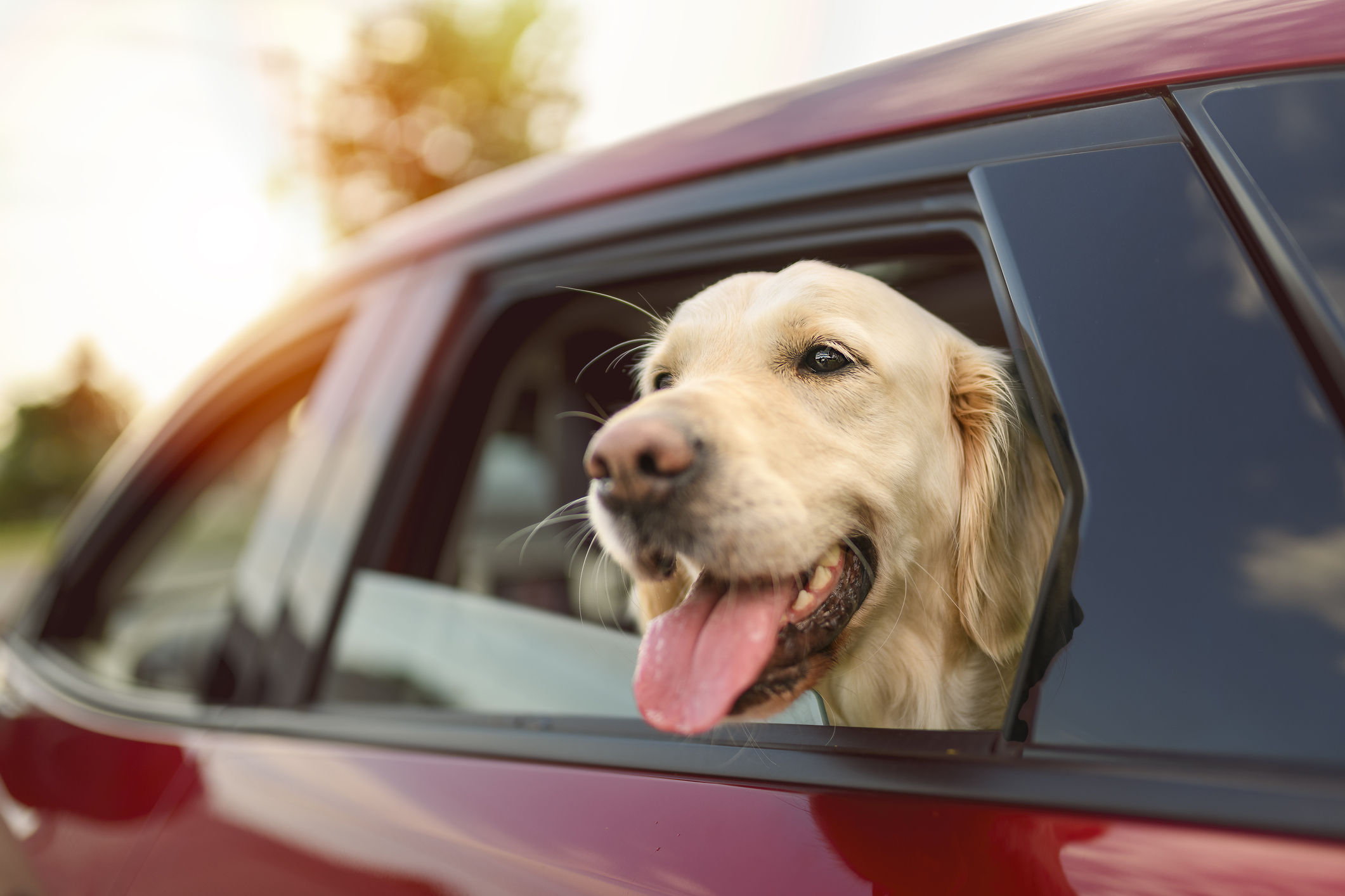 Golden Retriever Dog Breed Information and Characteristics