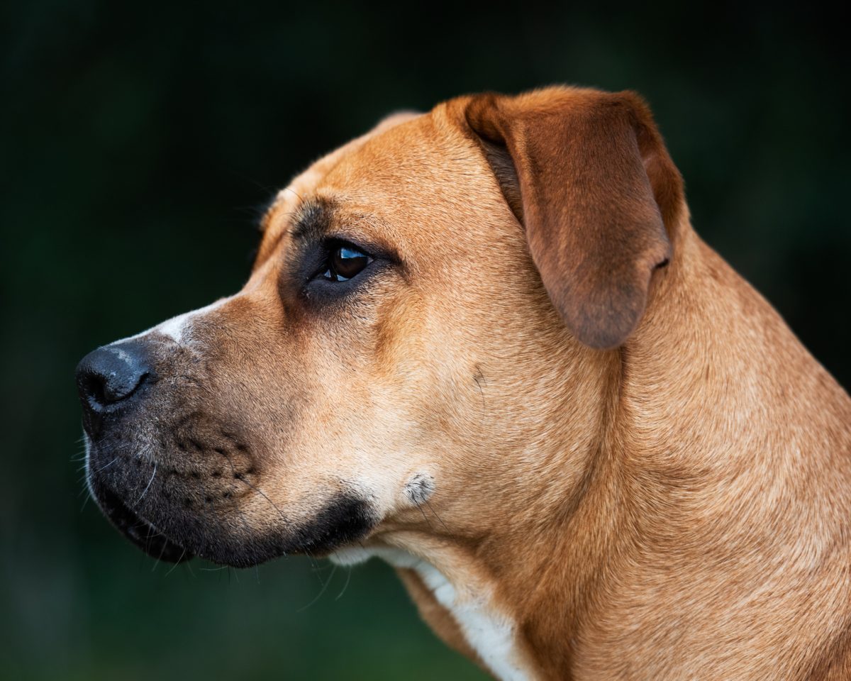 Tosa Dog Breed Information & Characteristics
