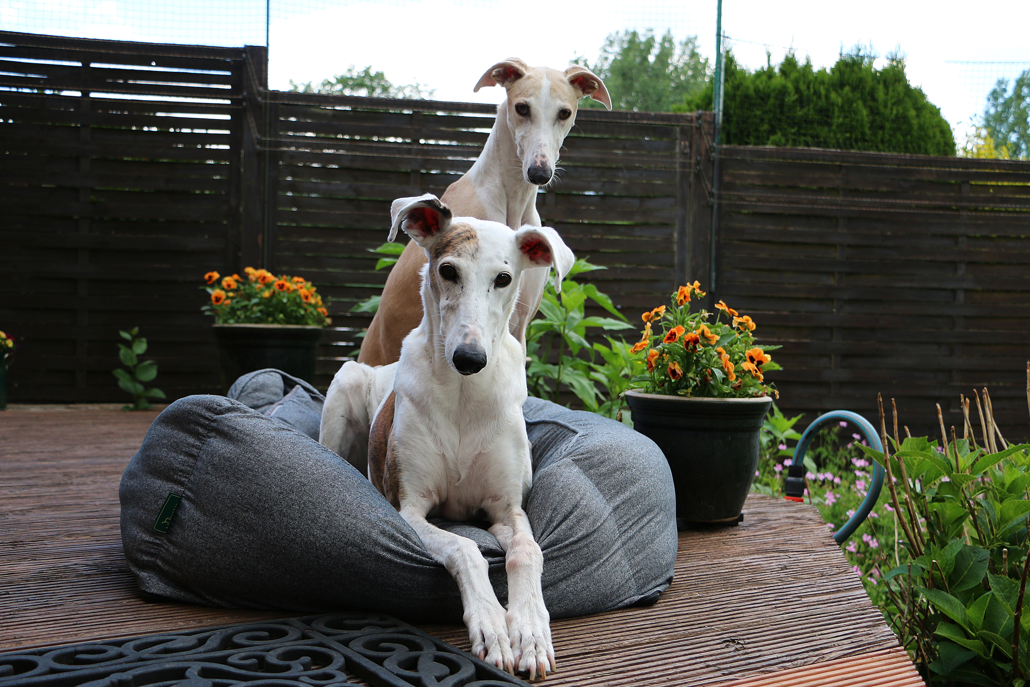 Greyhound Dog Breed Information & Characteristics