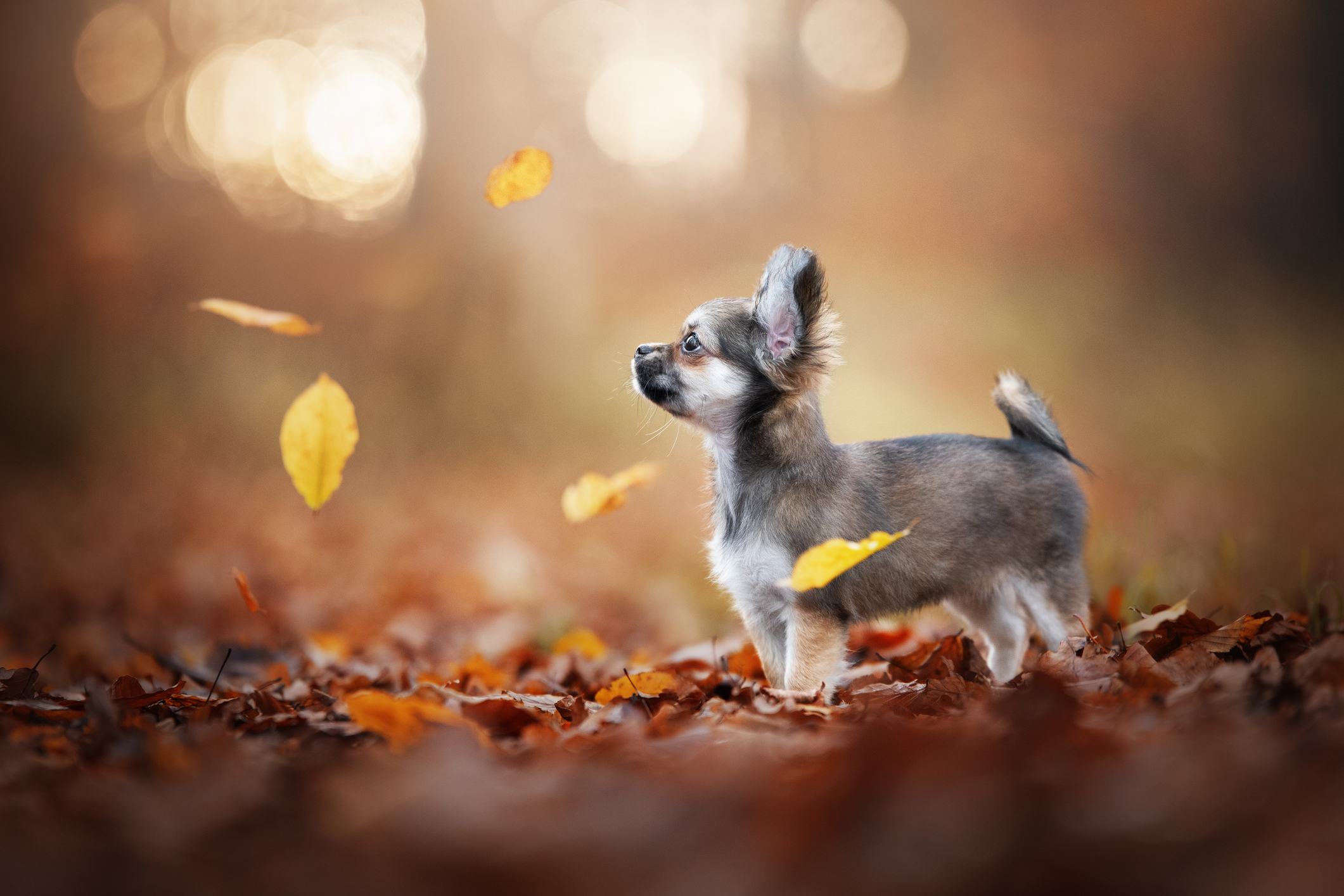 Chihuahua Dog Breed Information & Characteristics