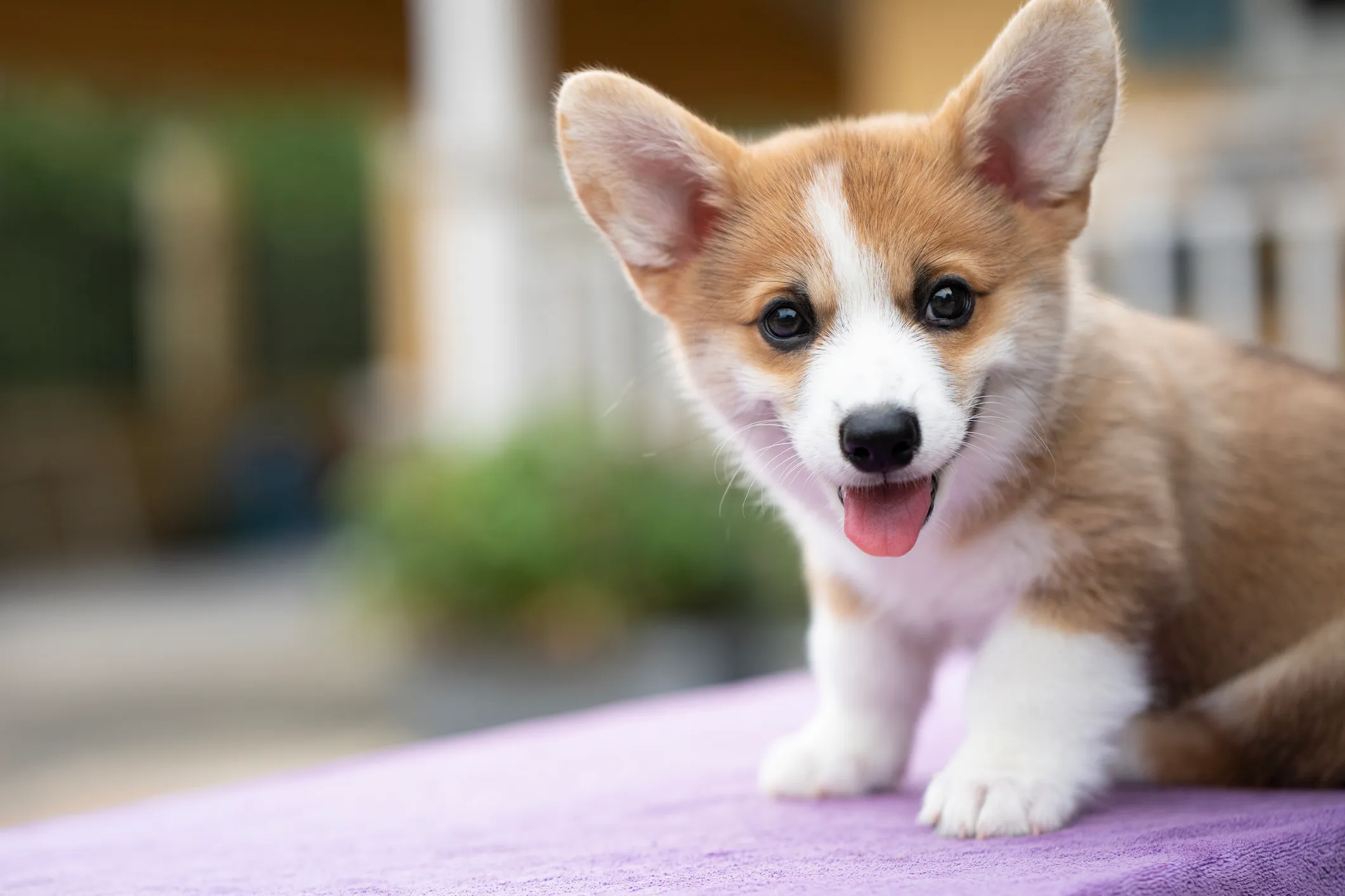 Corgi Puppy Pictures and Facts