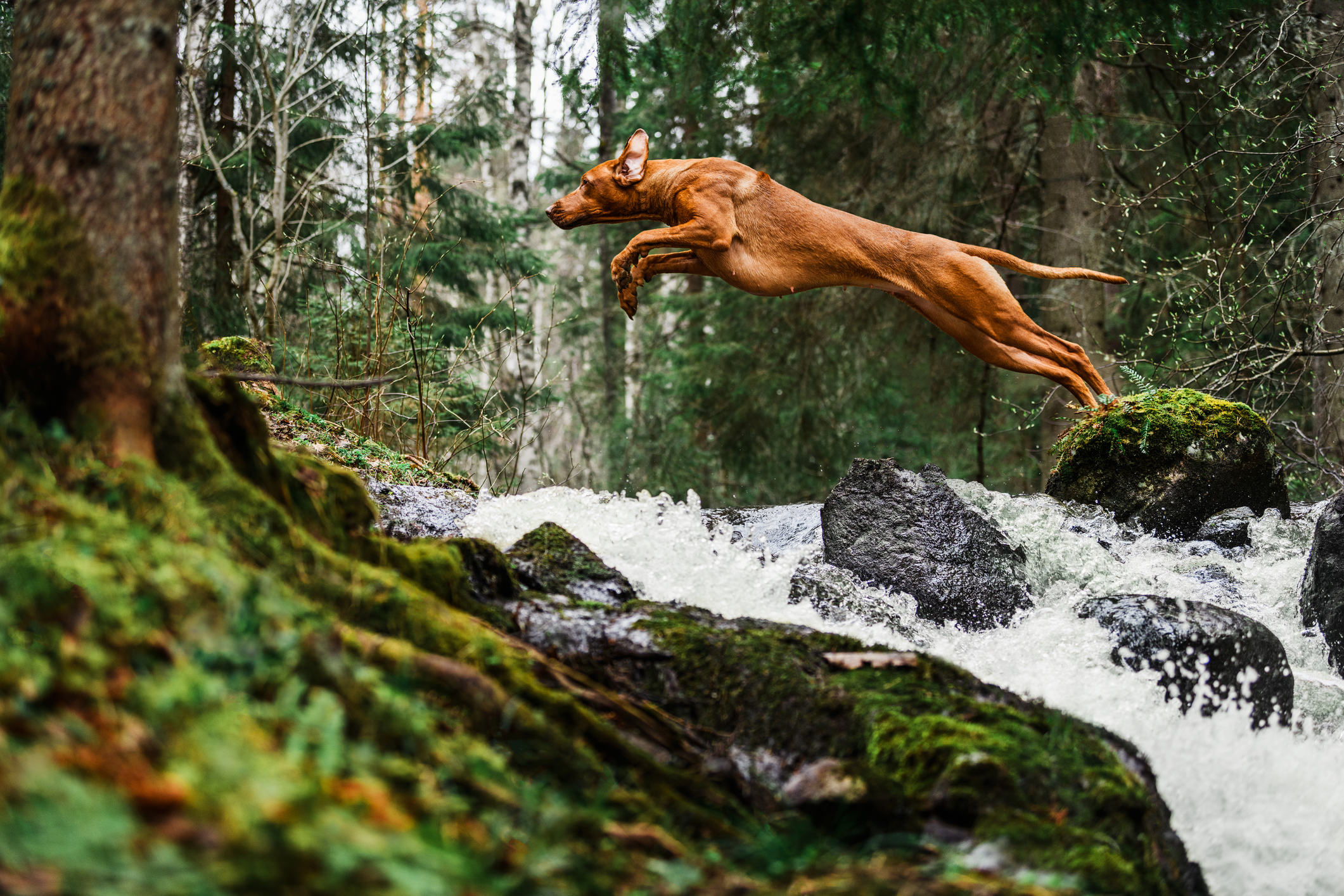 Rhodesian Ridgeback Dog Breed Information & Characteristics