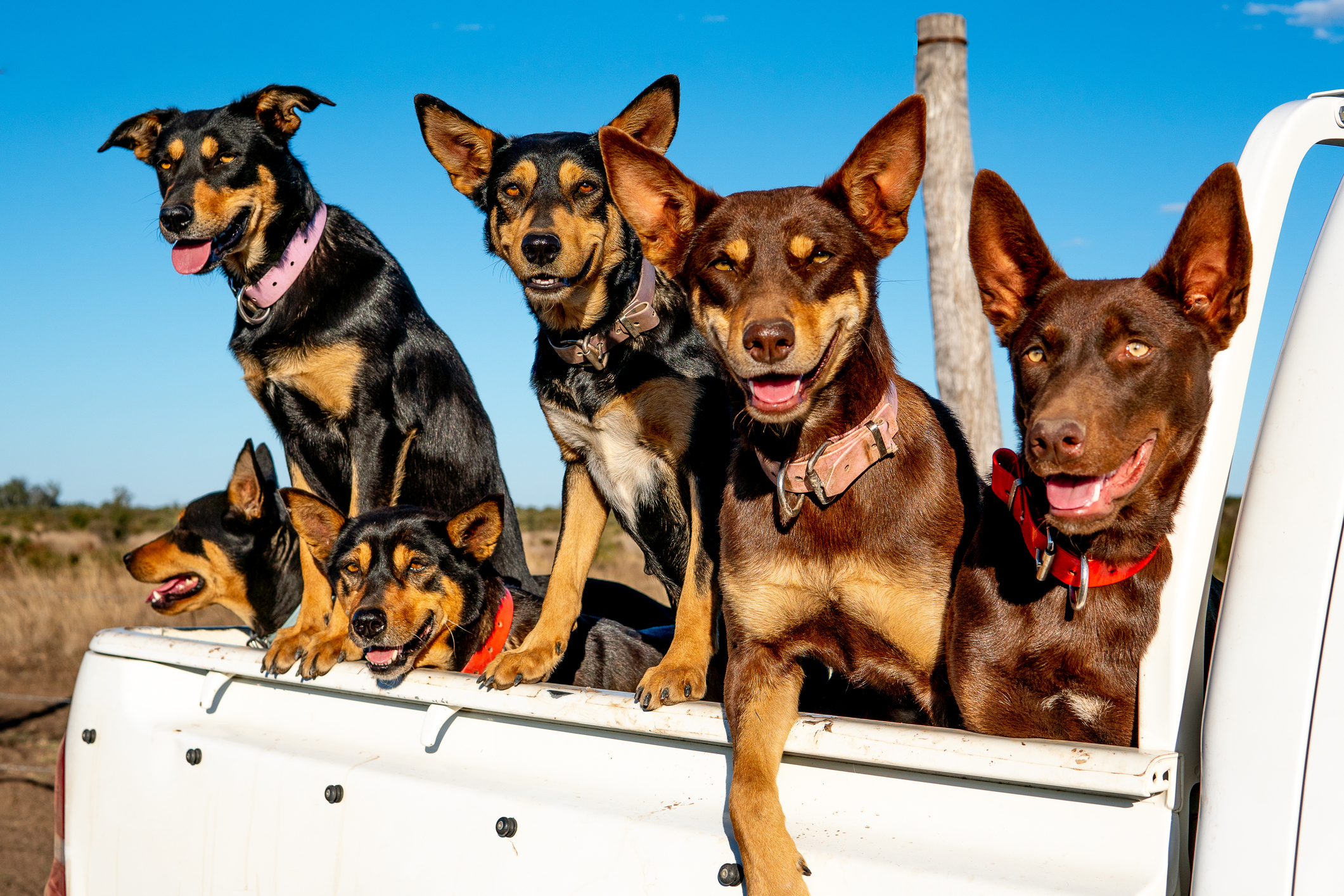Australian Kelpie Dog Breed Information & Characteristics