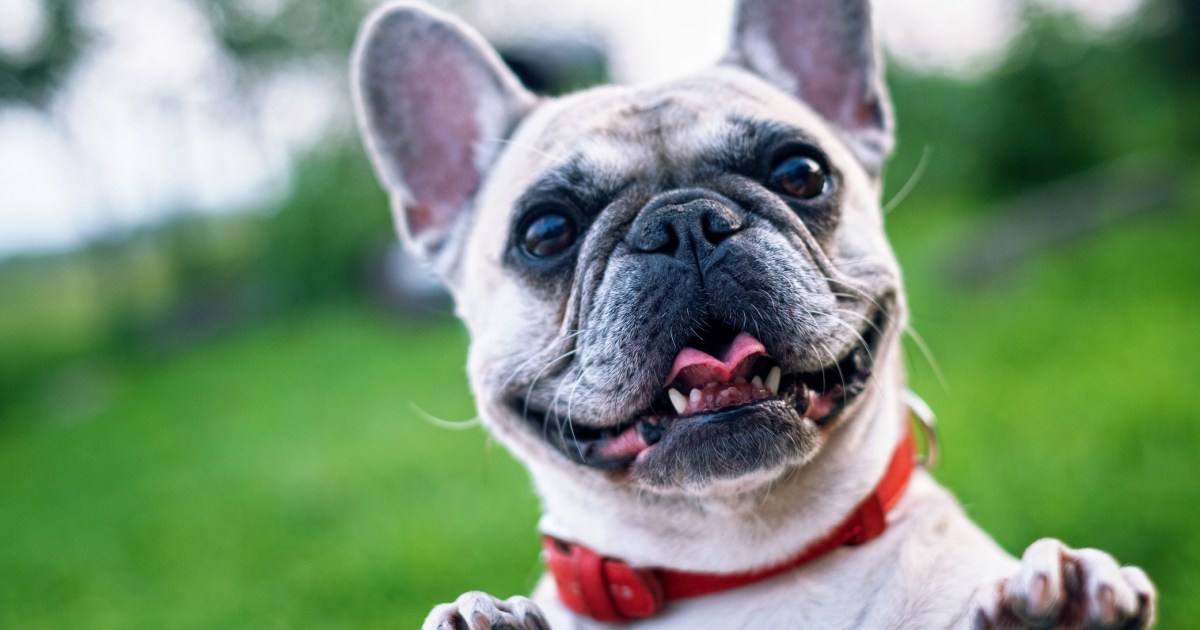 Most Popular Small Dog Breeds