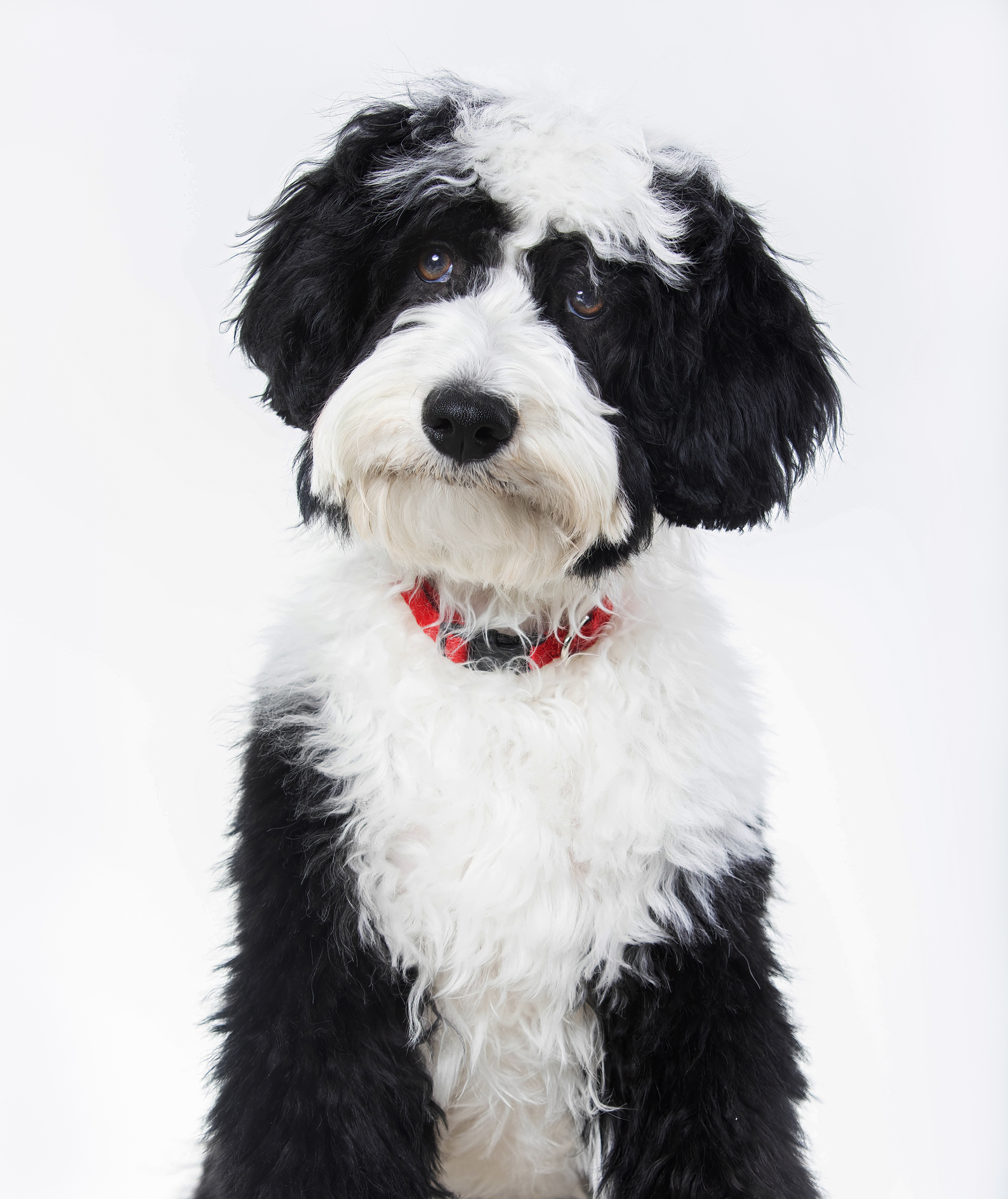 Mini Bernedoodle Dog Breed Information