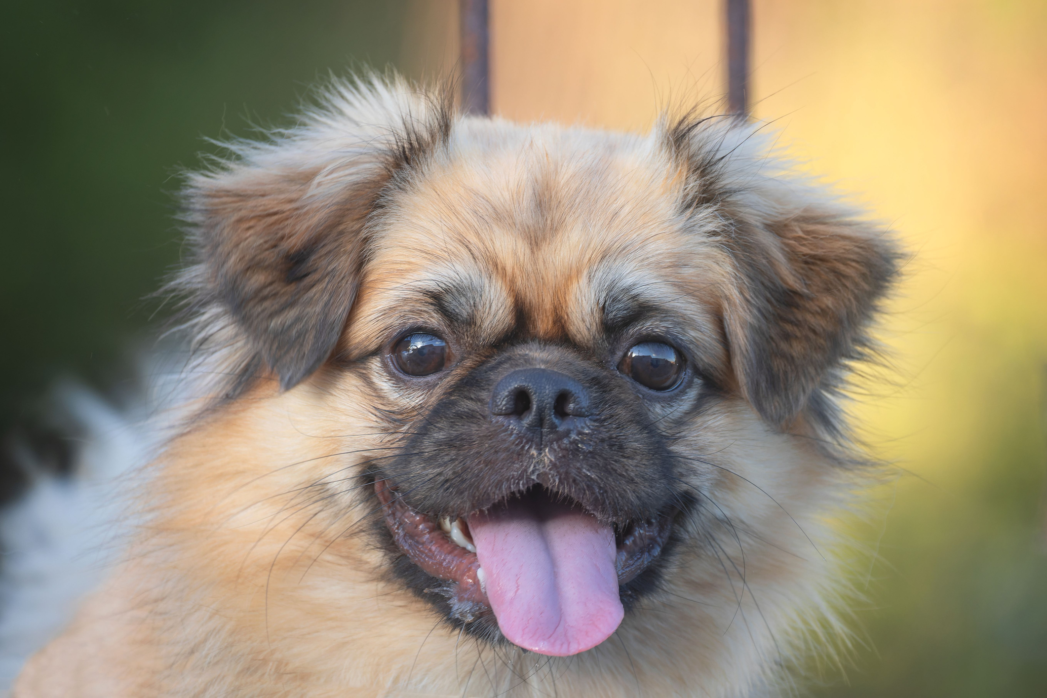 Pekingese Dog Breed Information & Characteristics