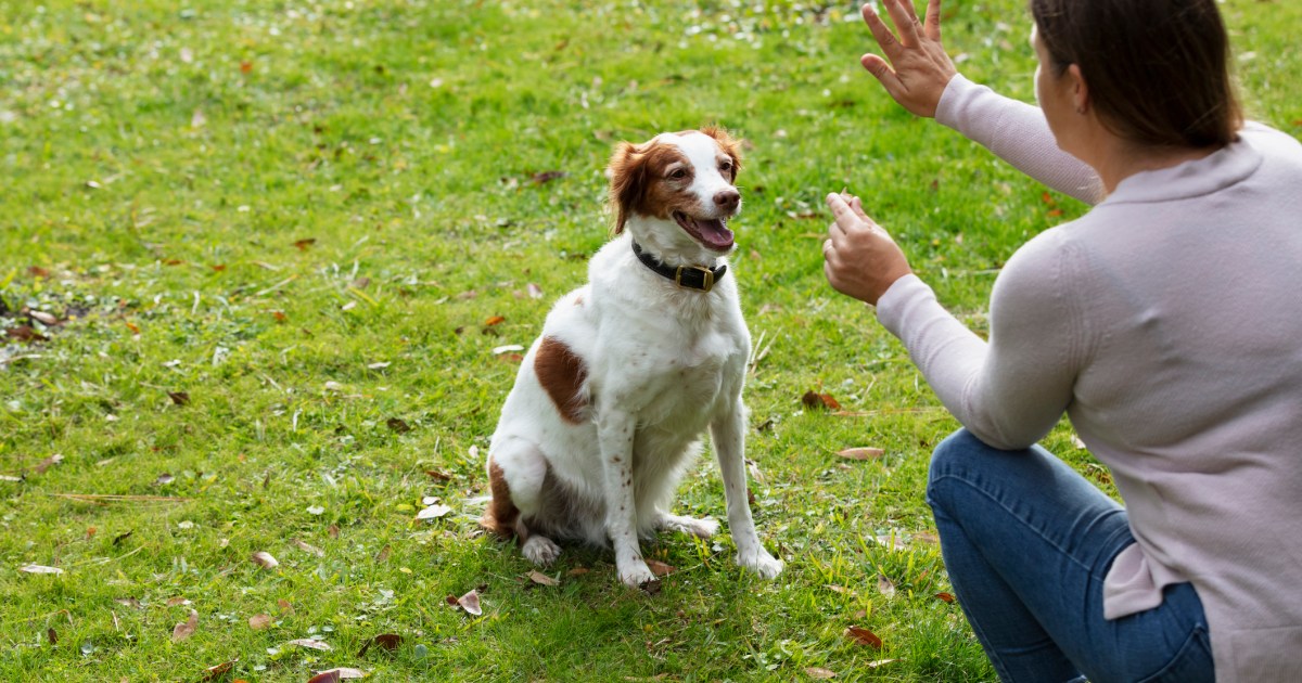Training a Deaf Dog - Dogs Academies