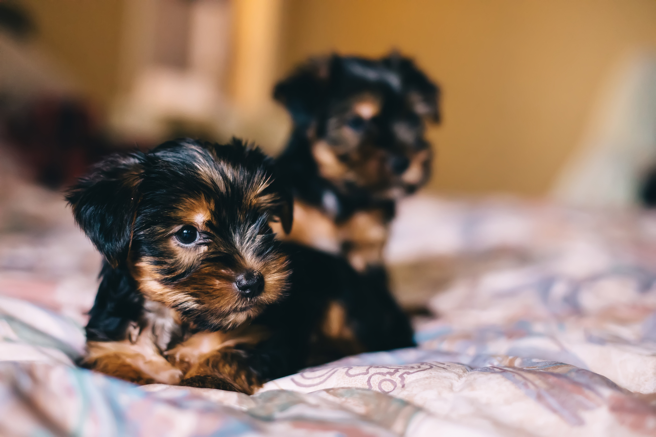 Yorkshire Terrier Puppy Pictures and Facts