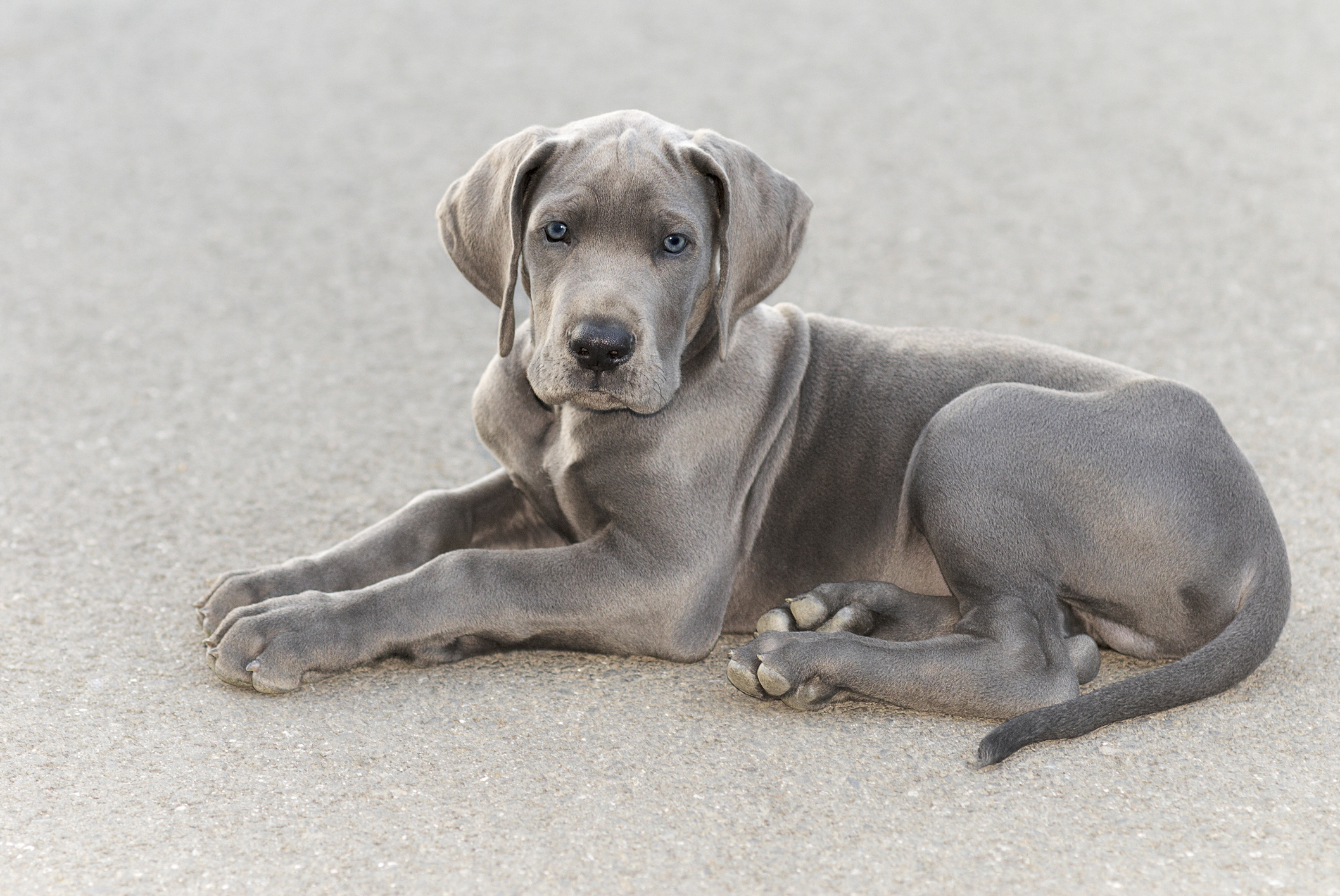 Great Dane Dog Breed Information & Characteristics