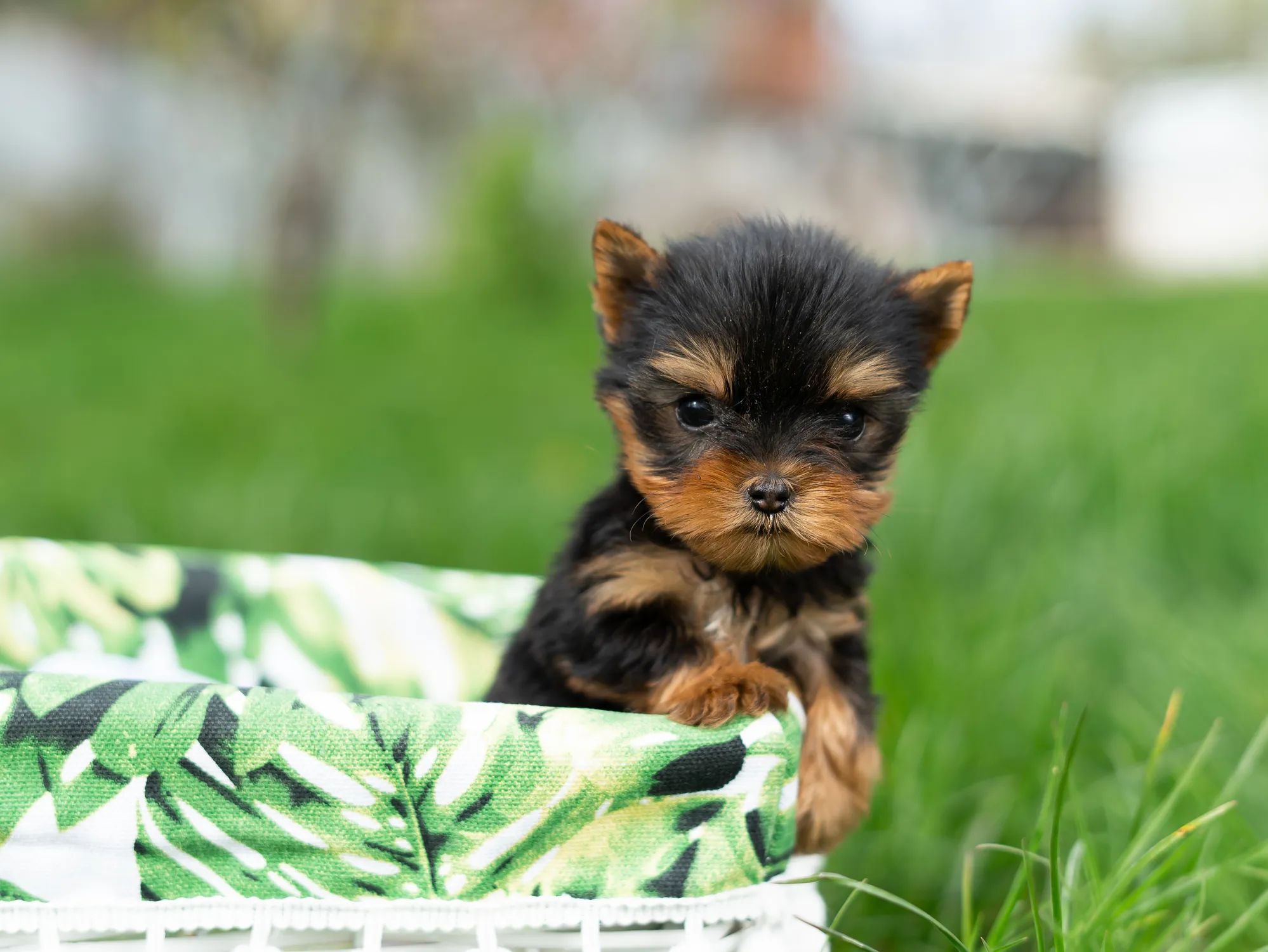 Yorkshire Terrier Puppy Pictures and Facts