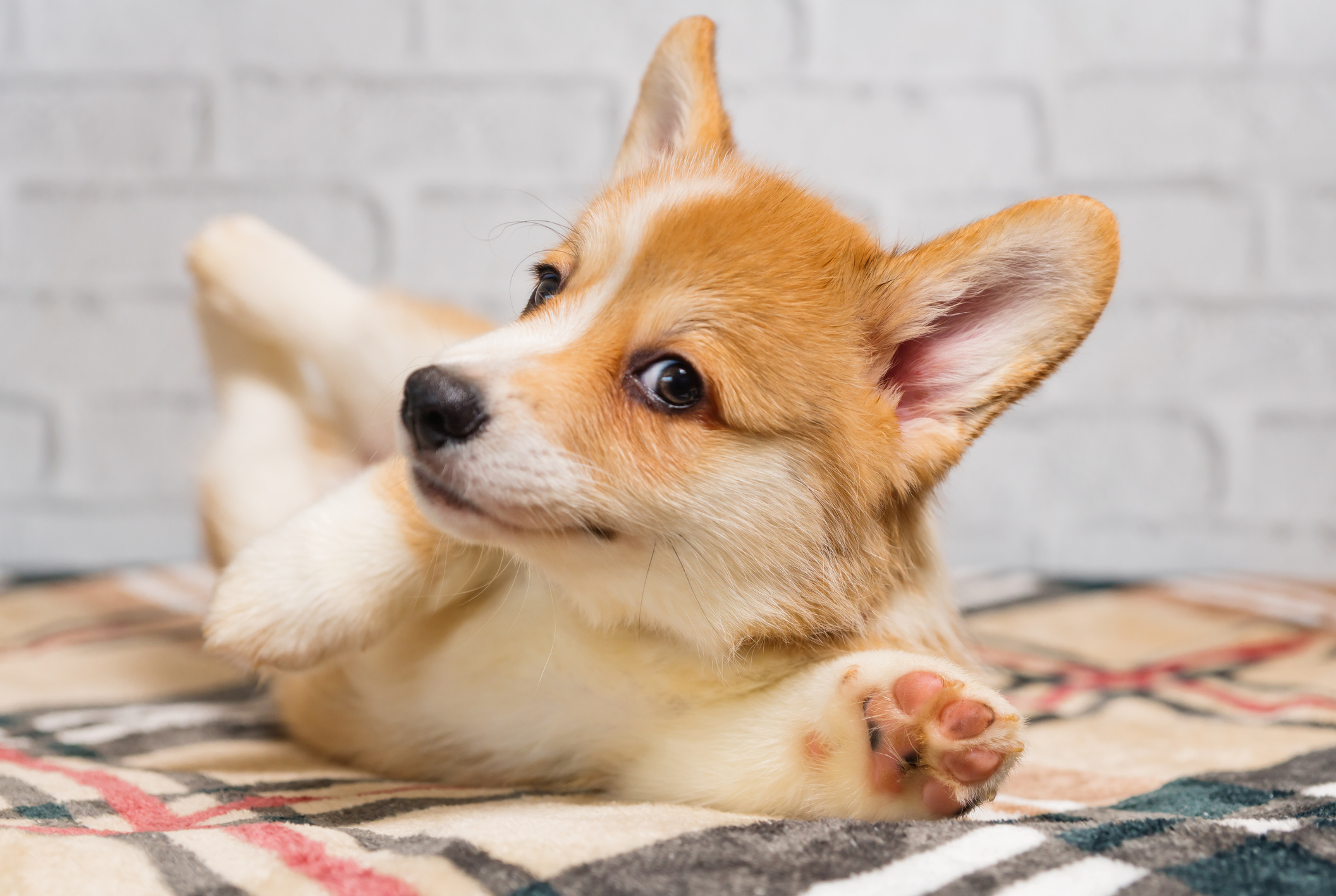 Corgi Puppy Pictures and Facts