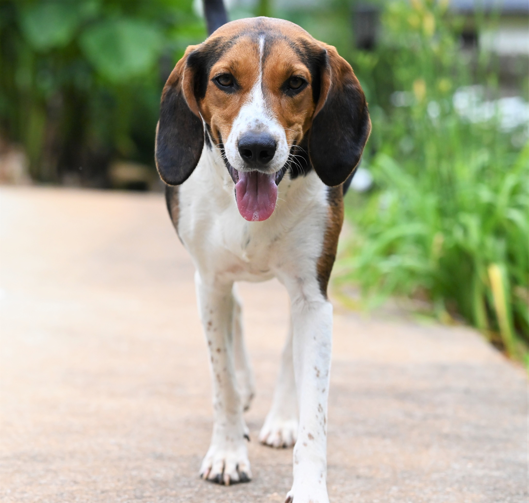 Treeing Walker Coonhound Dog Breed Information