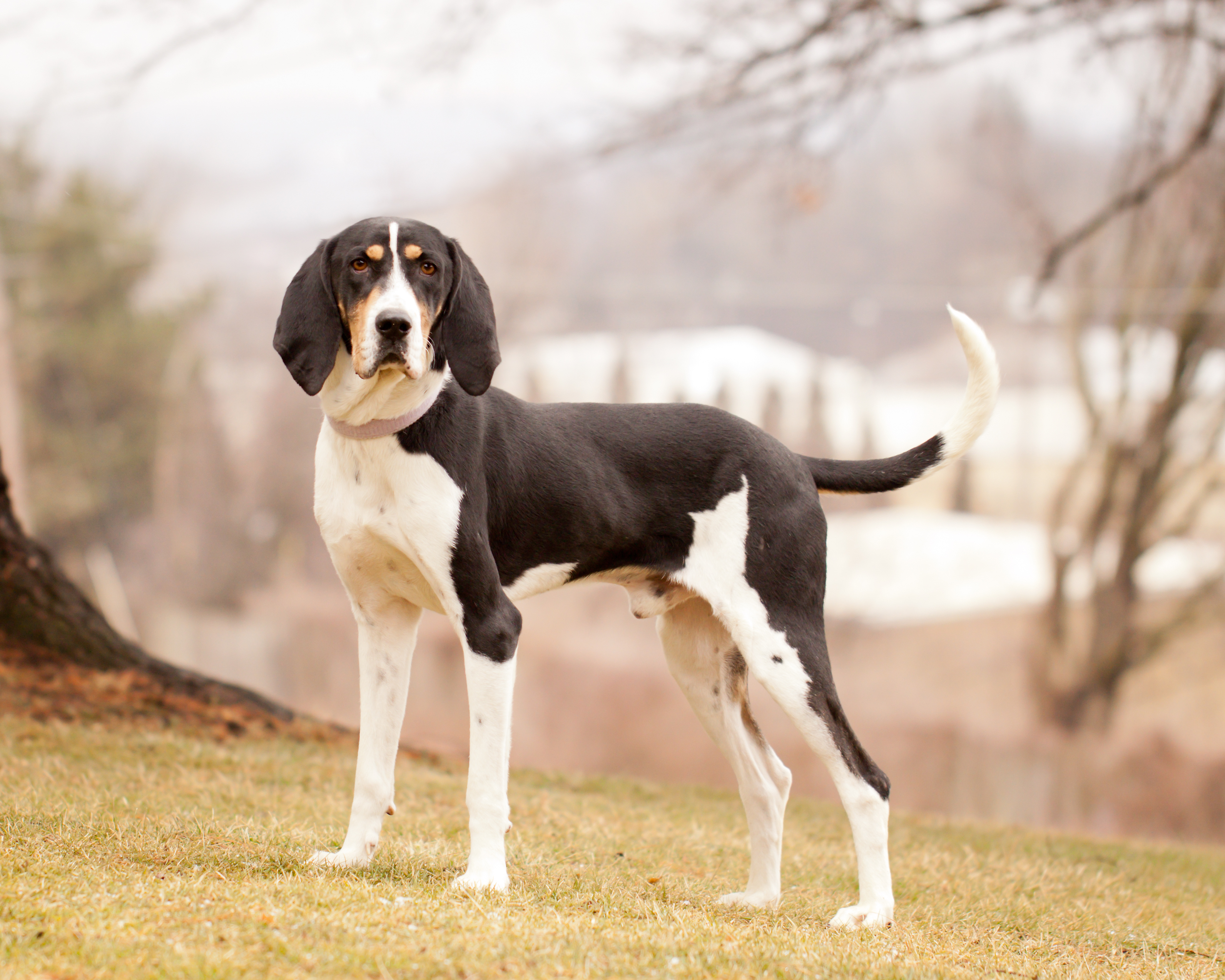 Treeing Walker Coonhound Dog Breed Information