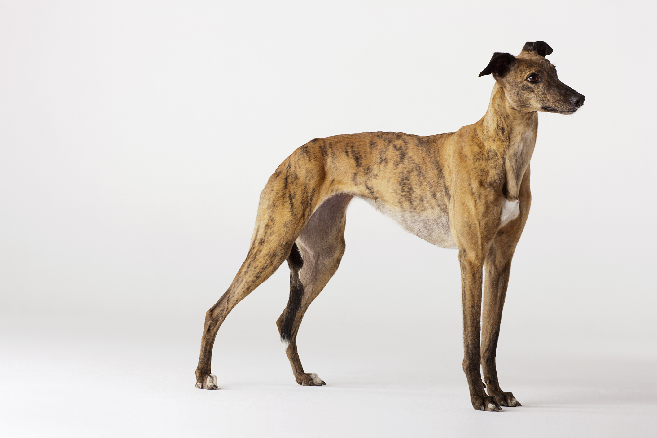 Greyhound Dog Breed Information & Characteristics