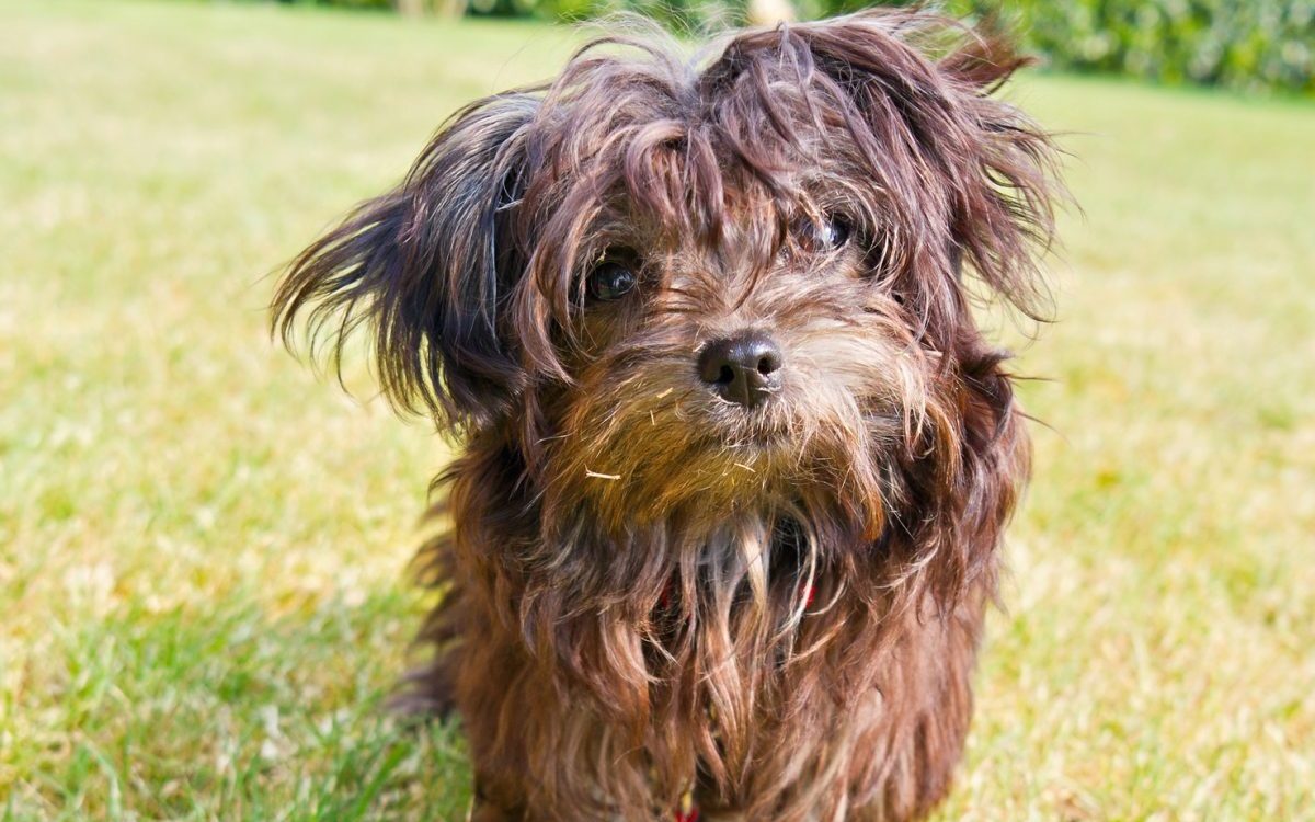 Russian Tsvetnaya Bolonka Dog Breed Information