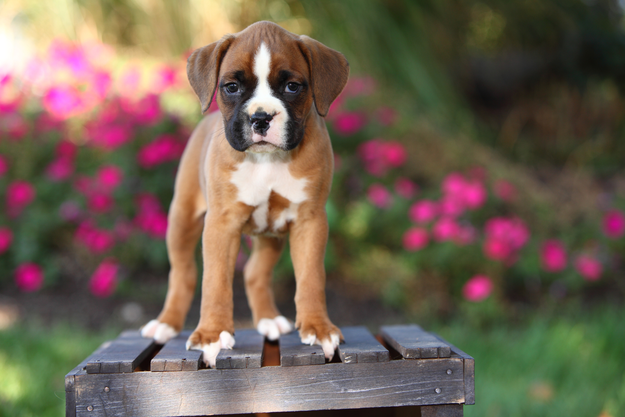 Boxer Puppy Pictures and Facts