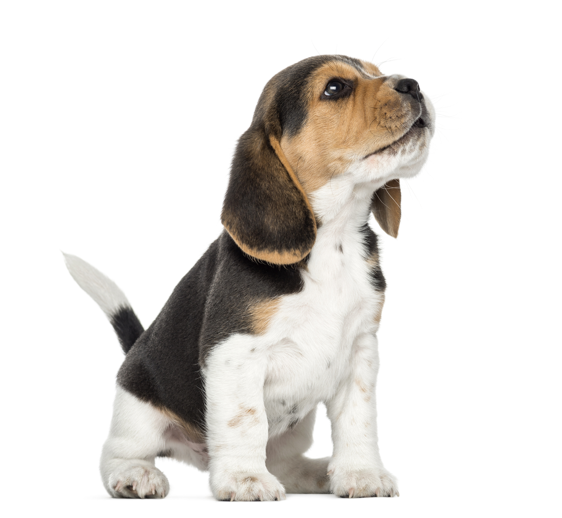 Beagle Puppy Pictures and Facts