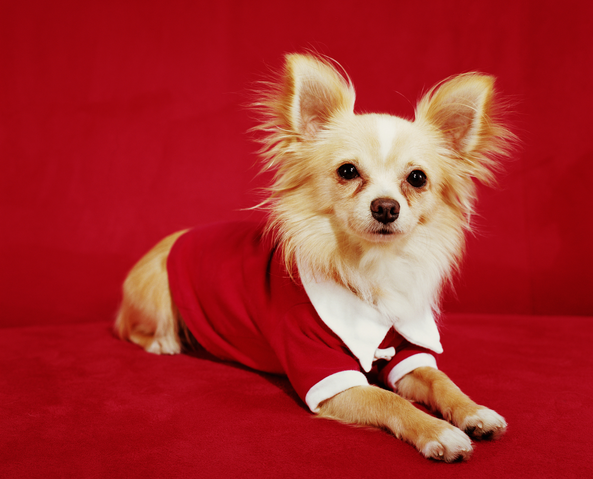 Chihuahua Dog Breed Information & Characteristics