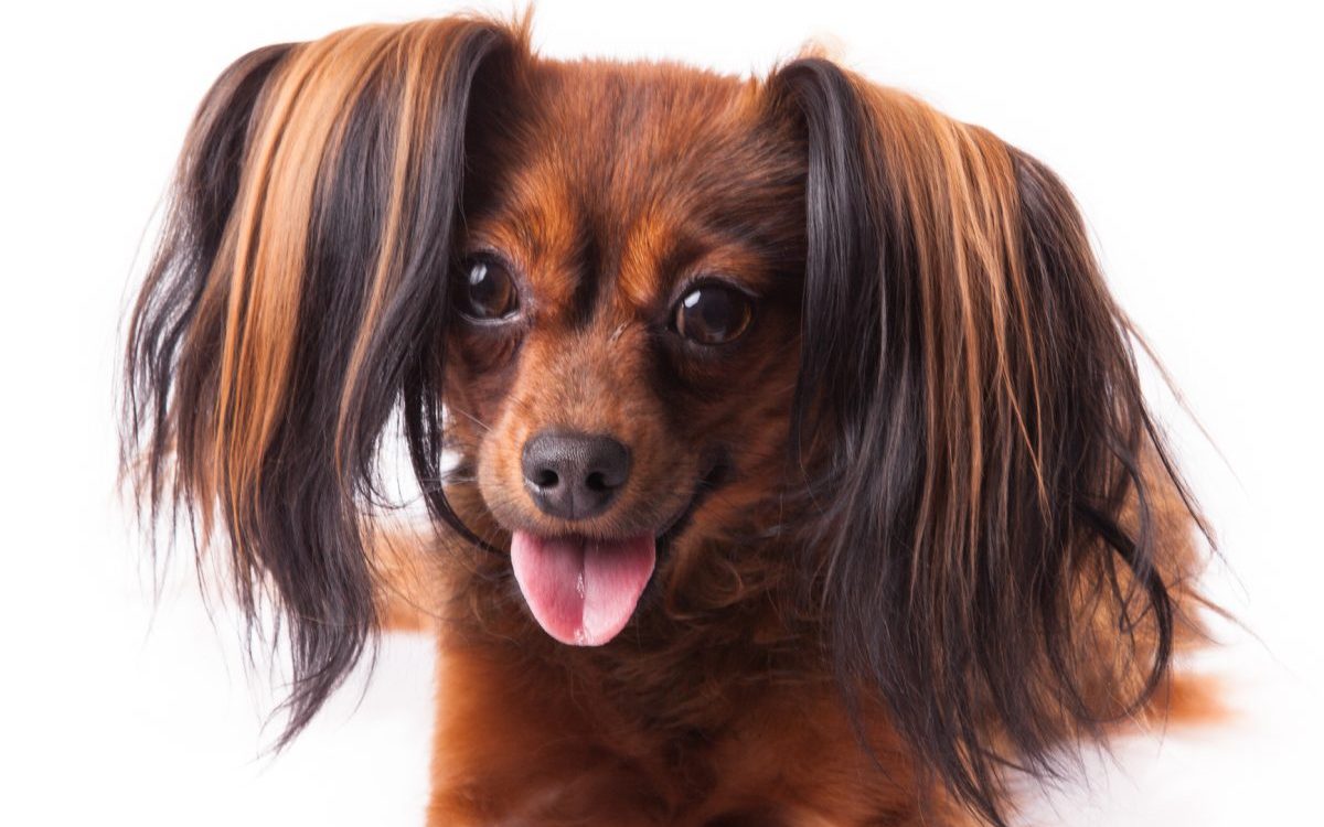 Russian Toy Dog Breed Information & Characteristics