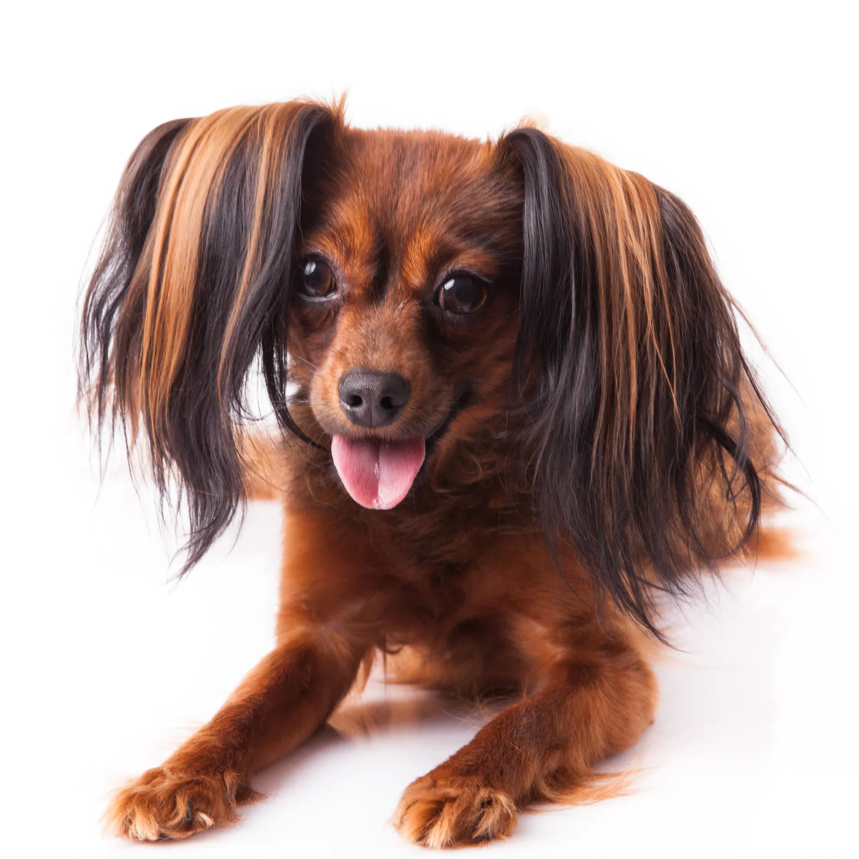 Russian Toy Dog Breed Information & Characteristics