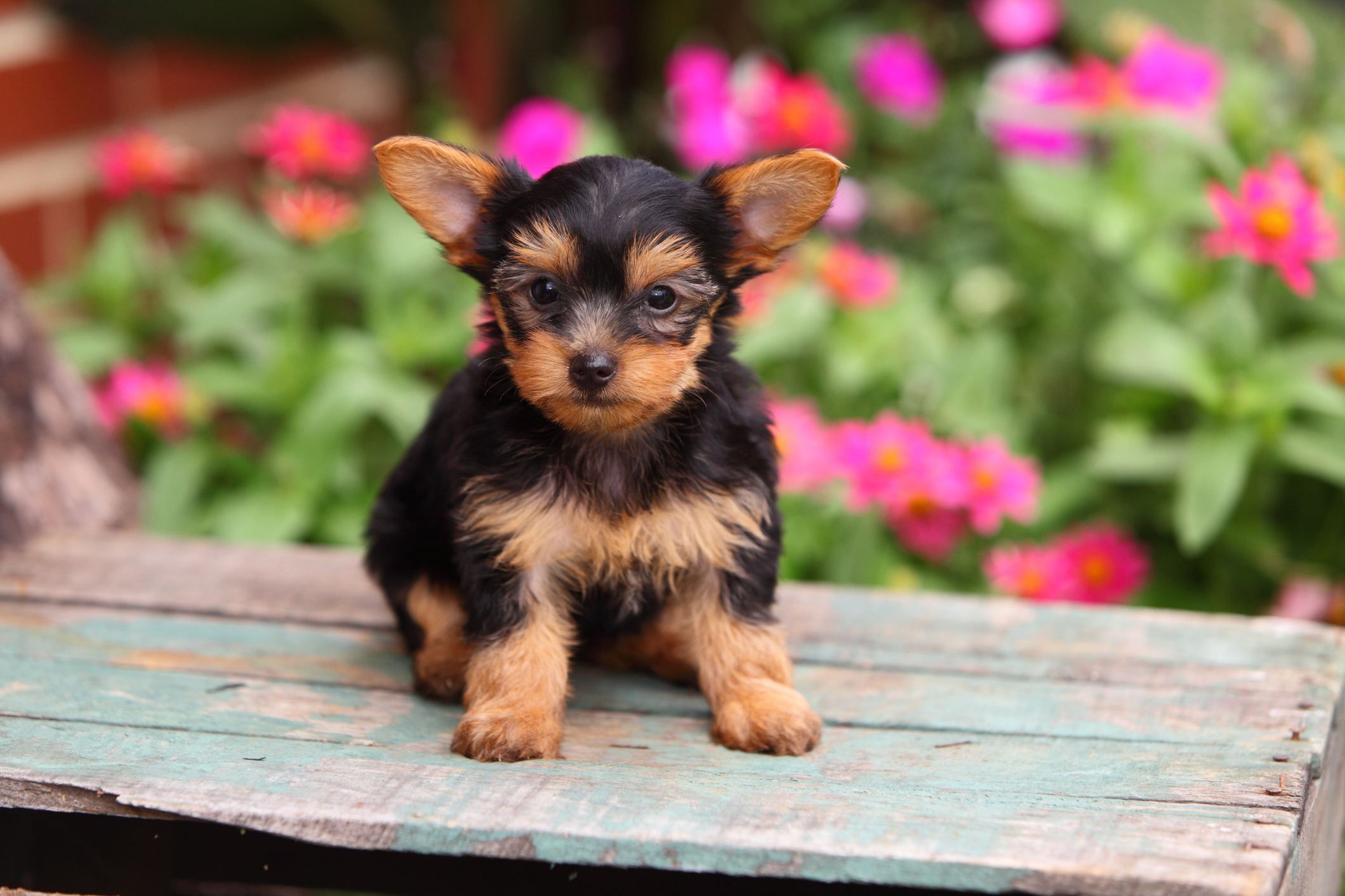 Yorkshire Terrier Puppy Pictures and Facts