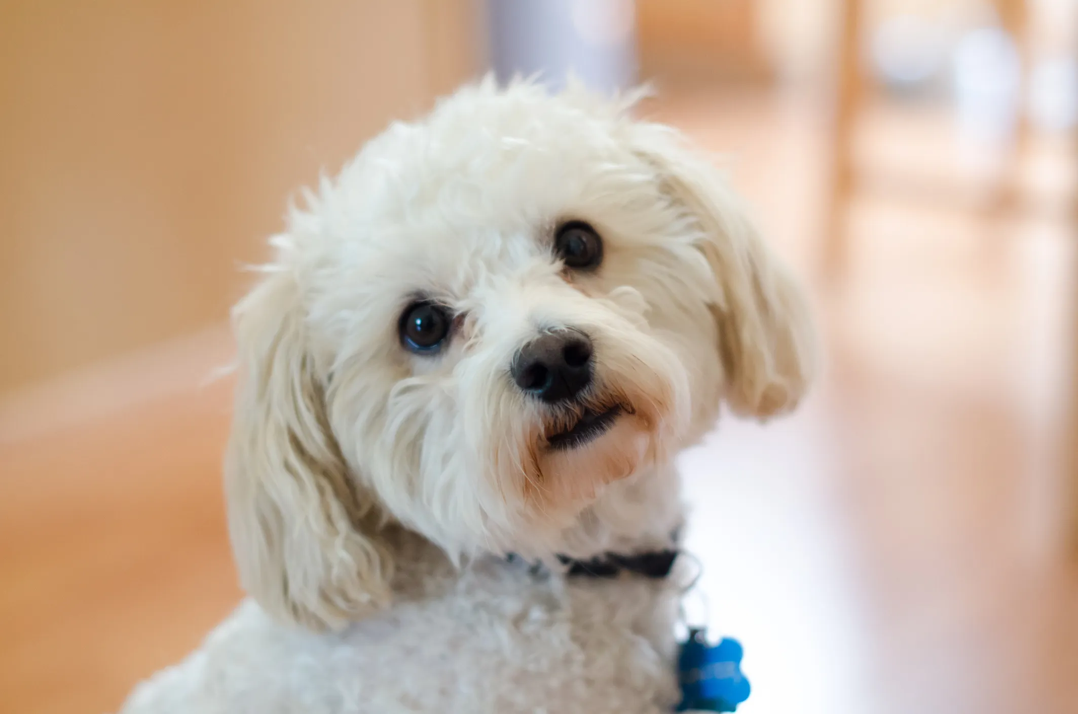 Maltipoo Dog Breed Information & Characteristics