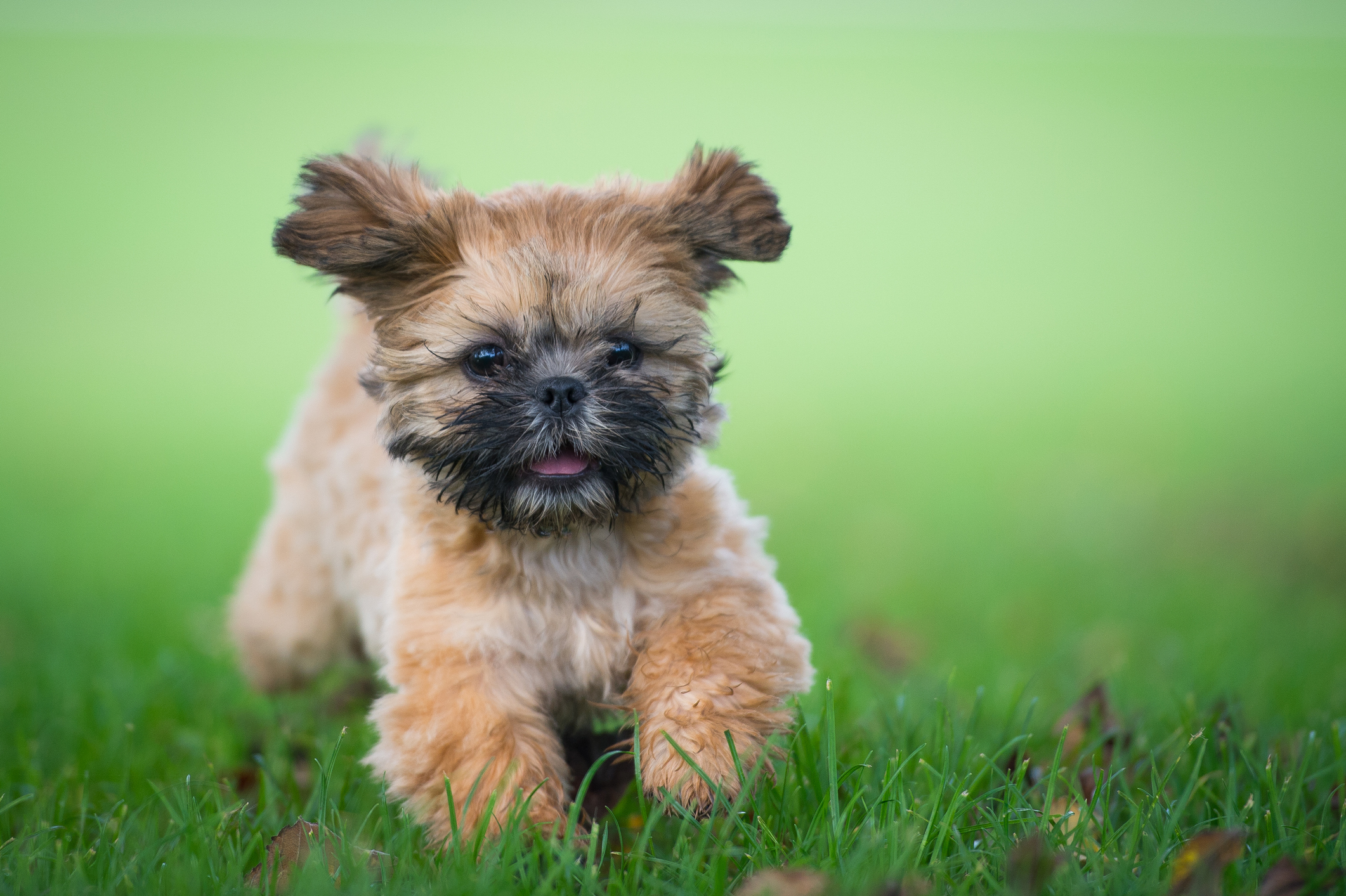 Shih Tzu Puppy Pictures and Facts