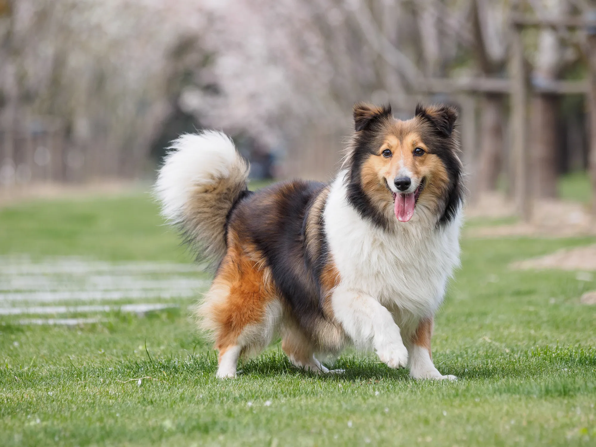 Shetland Sheepdog Dog Breed Information & Characteristics