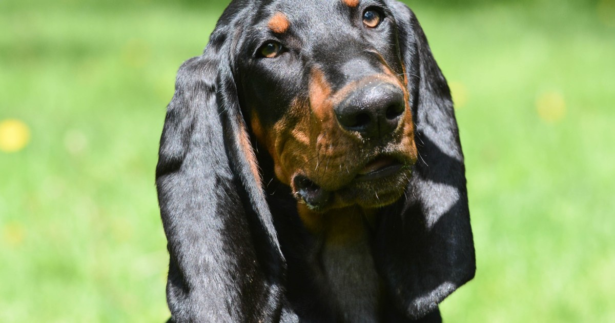 Black and Tan Coonhound Dog Breed Information & Characteristics