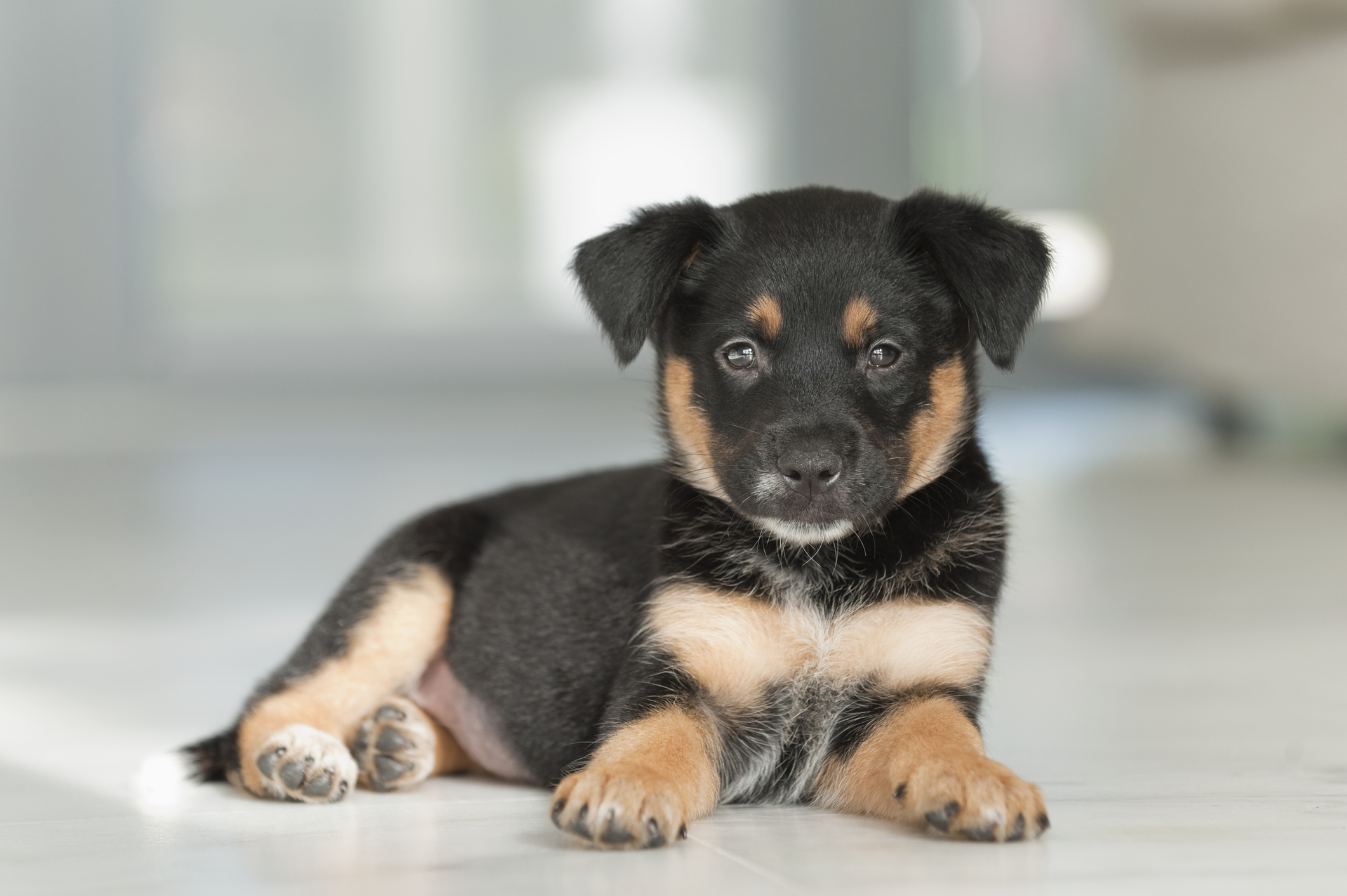 Rottweiler Puppy Pictures and Facts