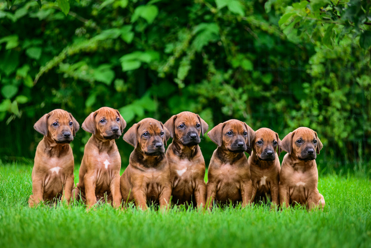 Rhodesian Ridgeback Dog Breed Information & Characteristics