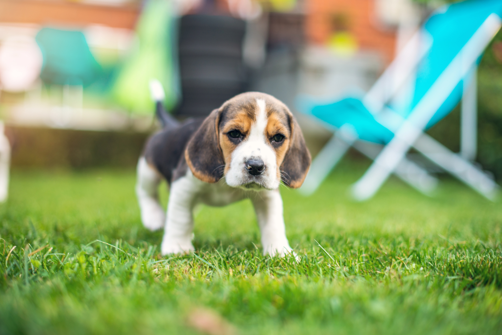Beagle Puppy Pictures and Facts