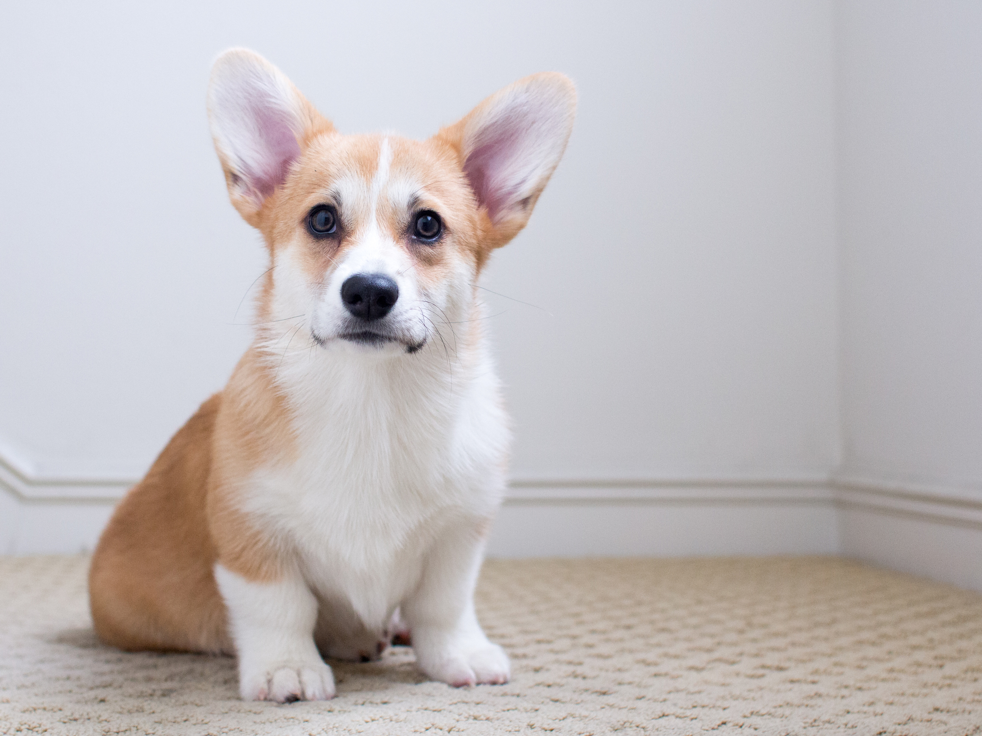 Corgi Puppy Pictures and Facts