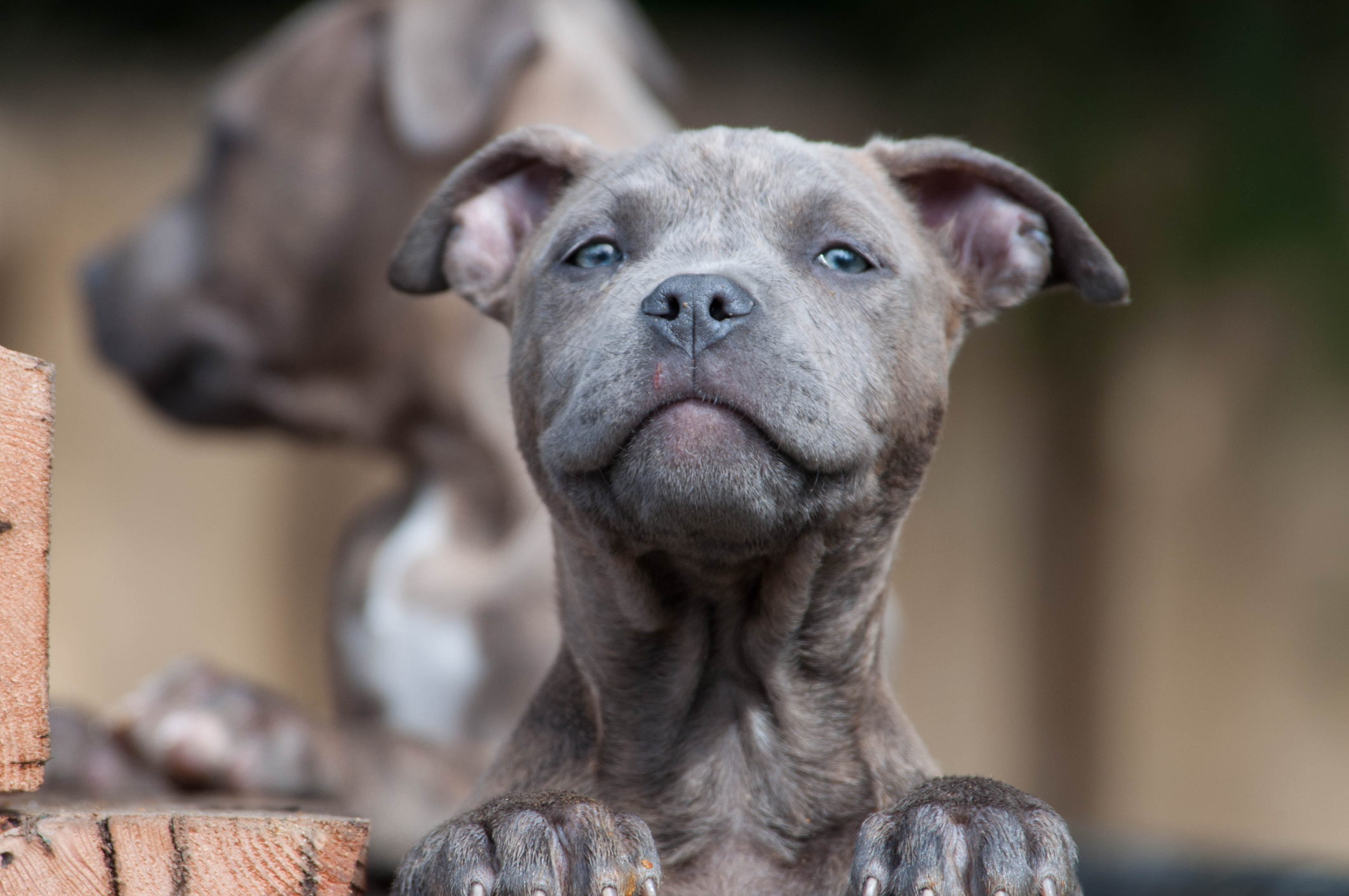 Pit Bull Puppy Pictures and Facts