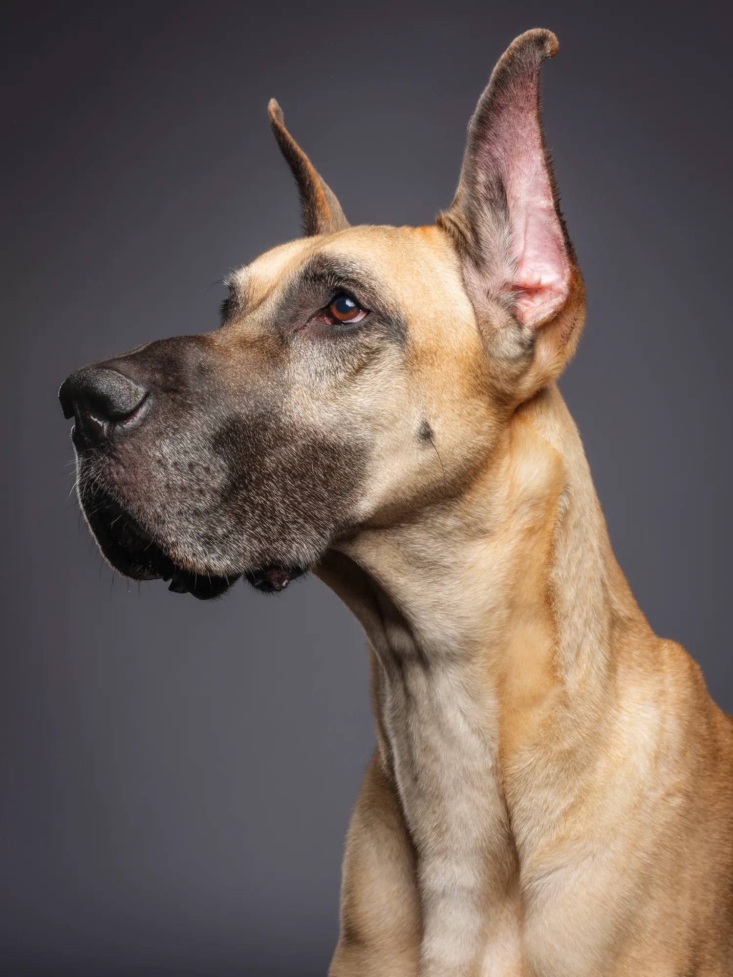 Great Dane Dog Breed Information & Characteristics