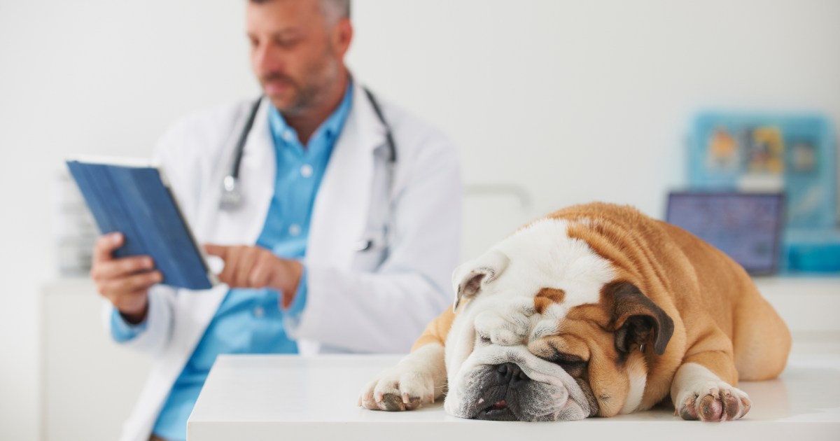 Trazodone for Dogs: Uses, Dosage, & Side Effects