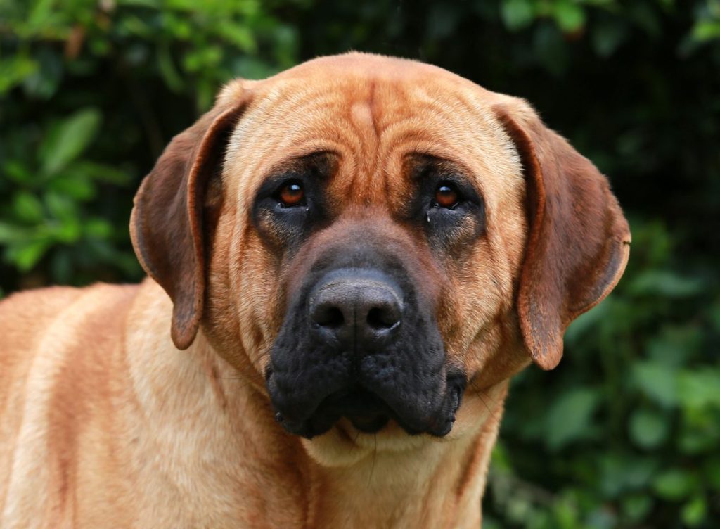 Tosa Dog Breed Information & Characteristics