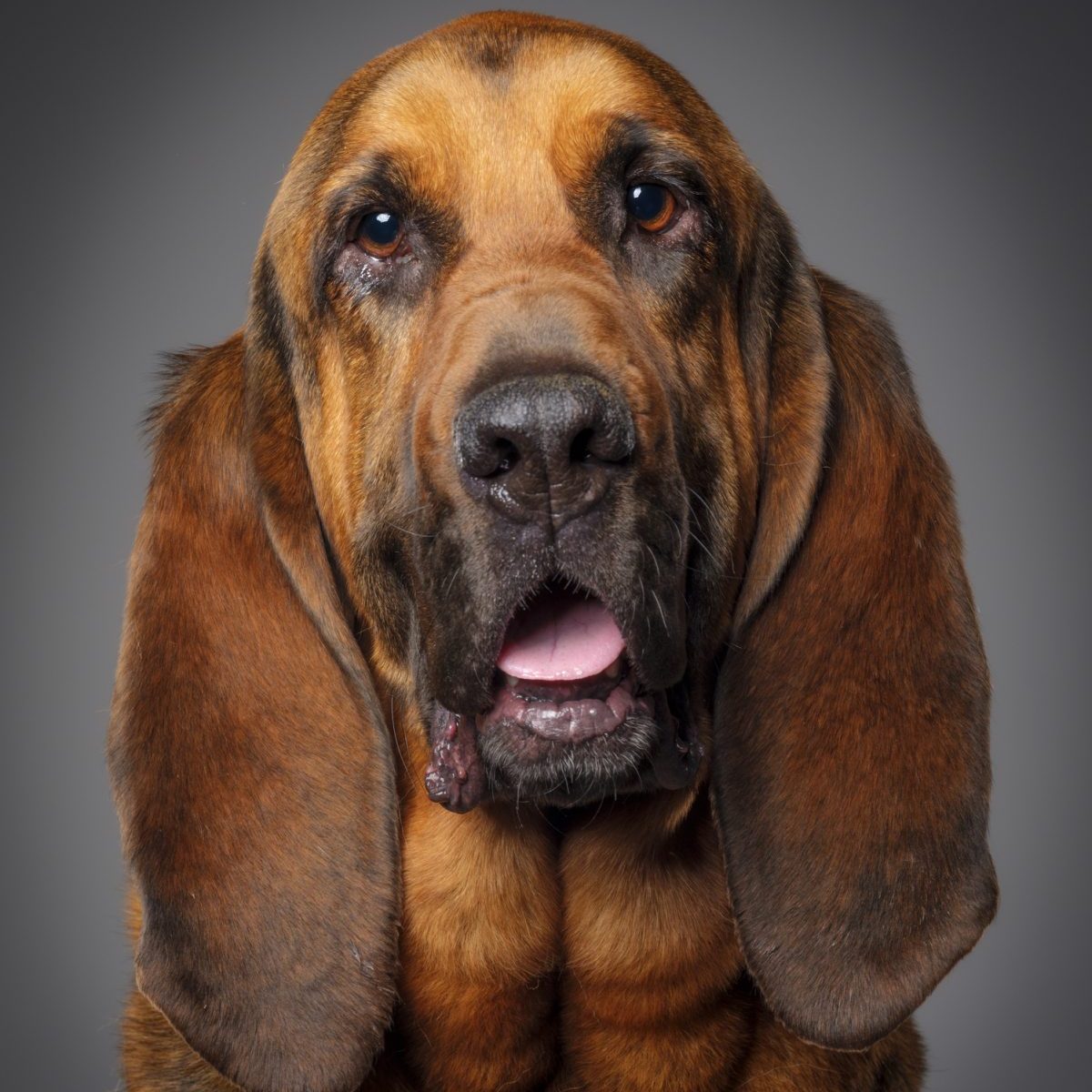 Bloodhound Dog Breed Information & Characteristics