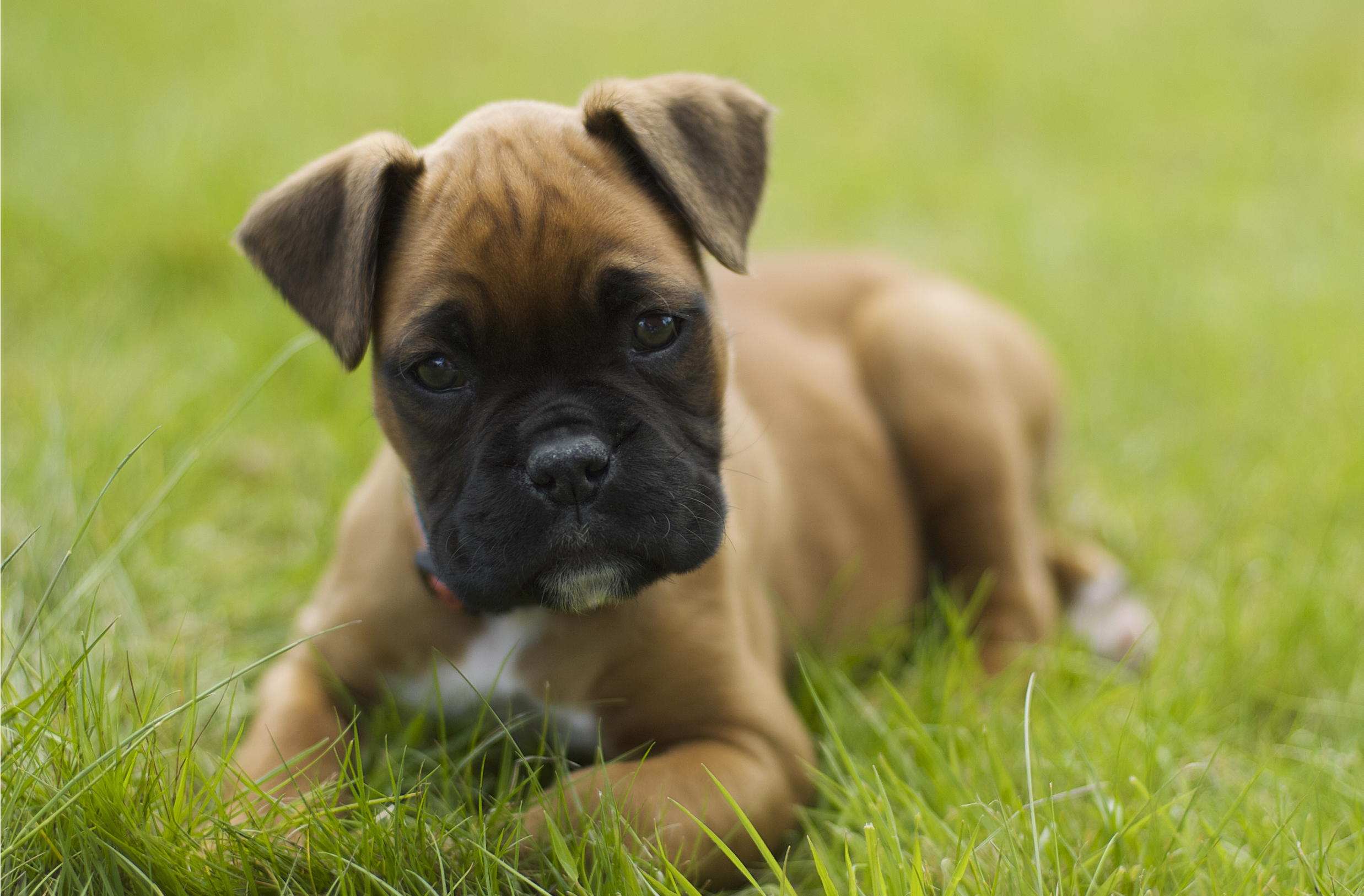 Boxer Puppy Pictures and Facts