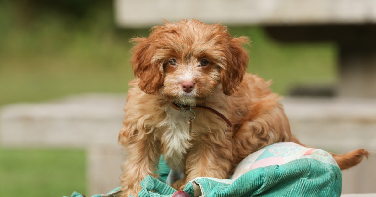 Cavapoo Puppy Pictures and Facts