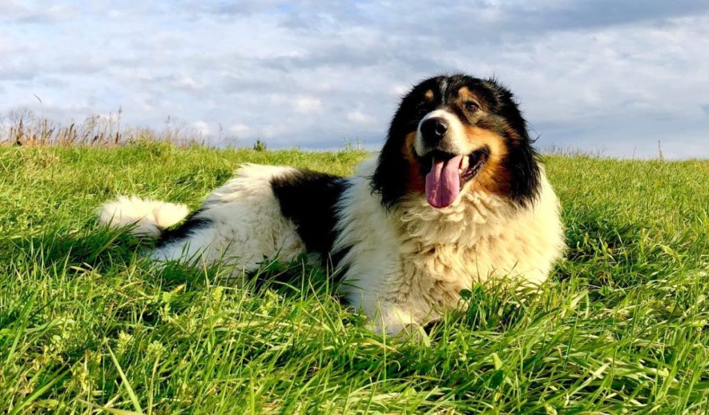 Tornjak Dog Breed Information & Characteristics