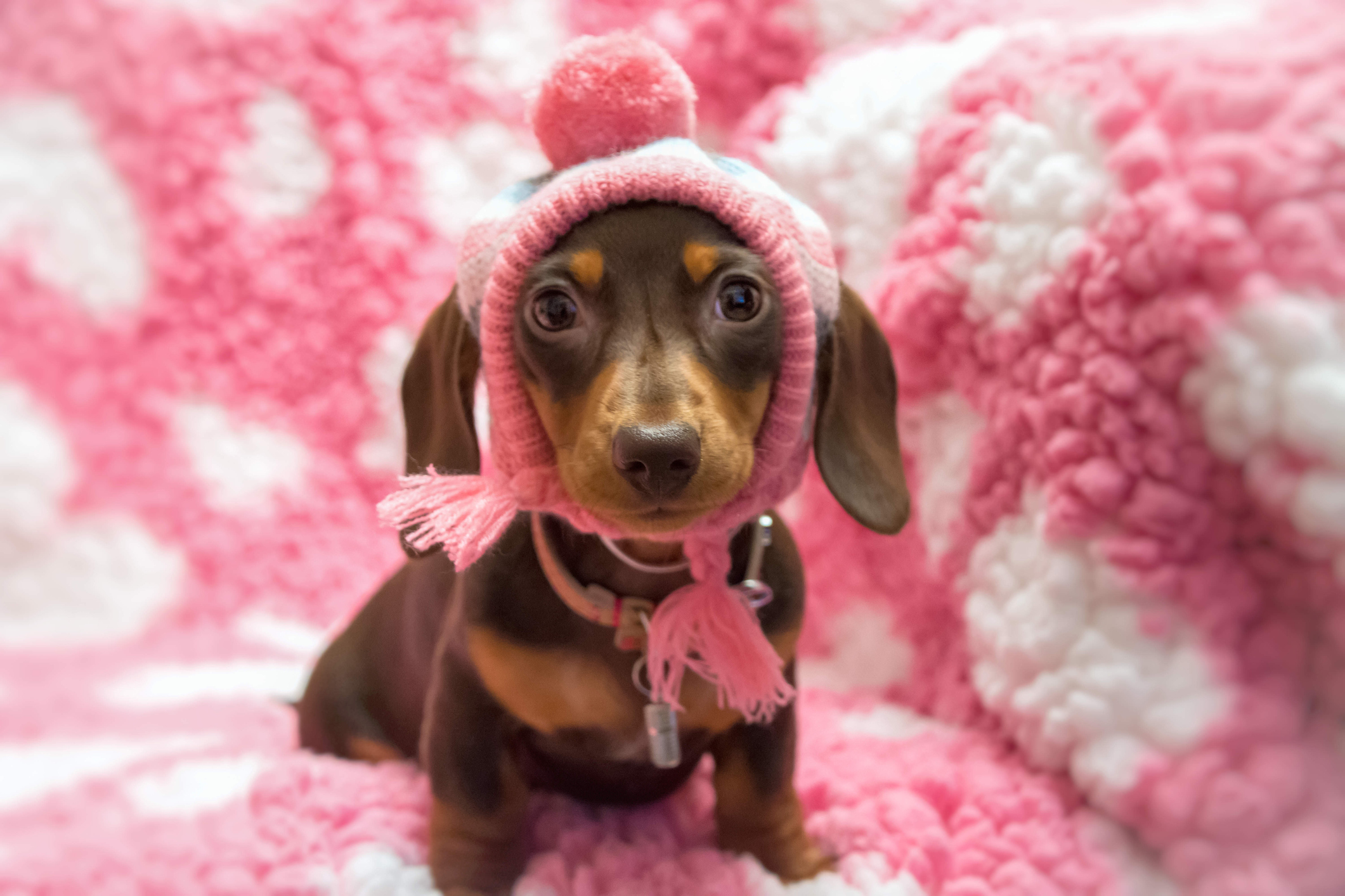 Dachshund Dog Breed Information & Characteristics