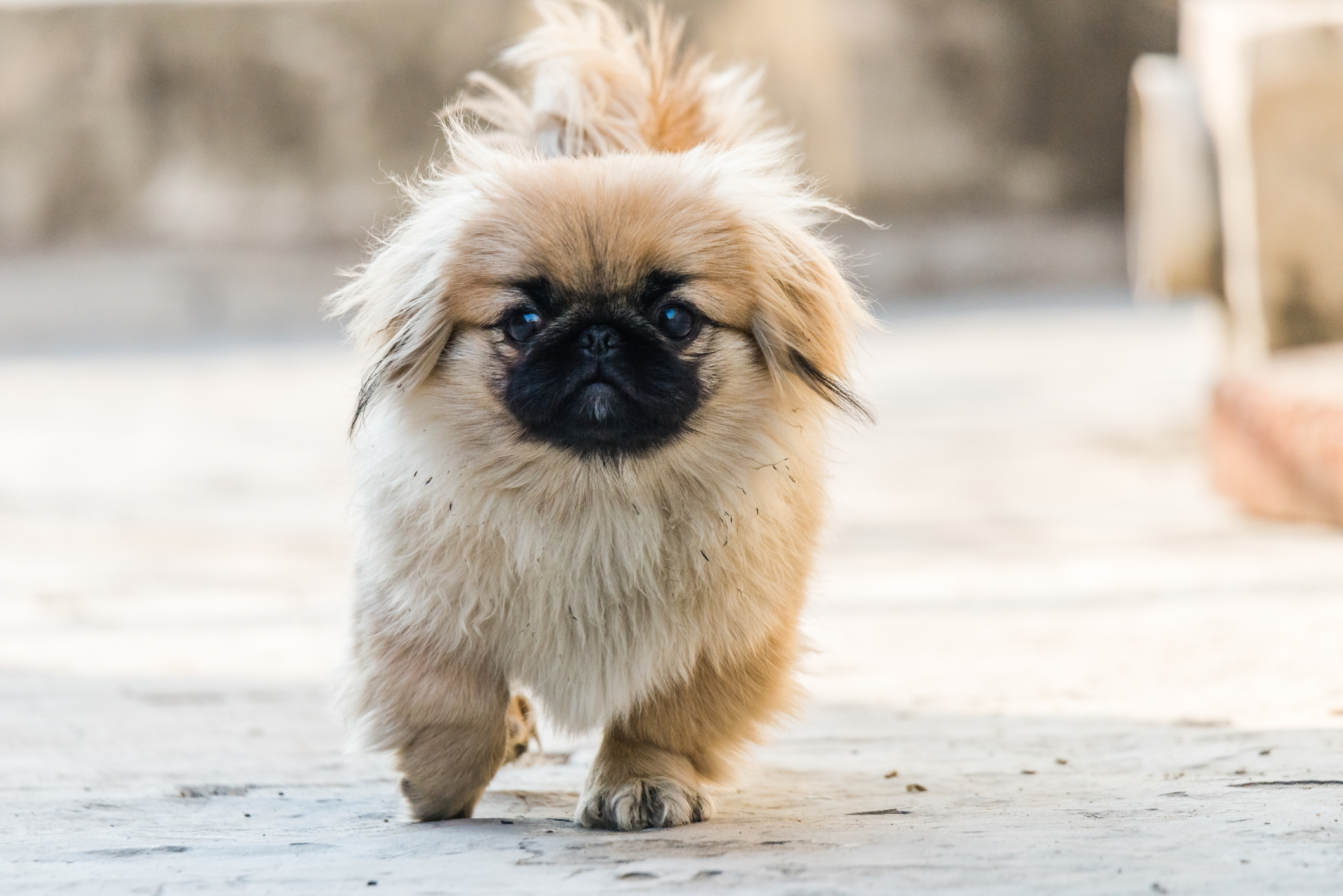 Pekingese Dog Breed Information & Characteristics
