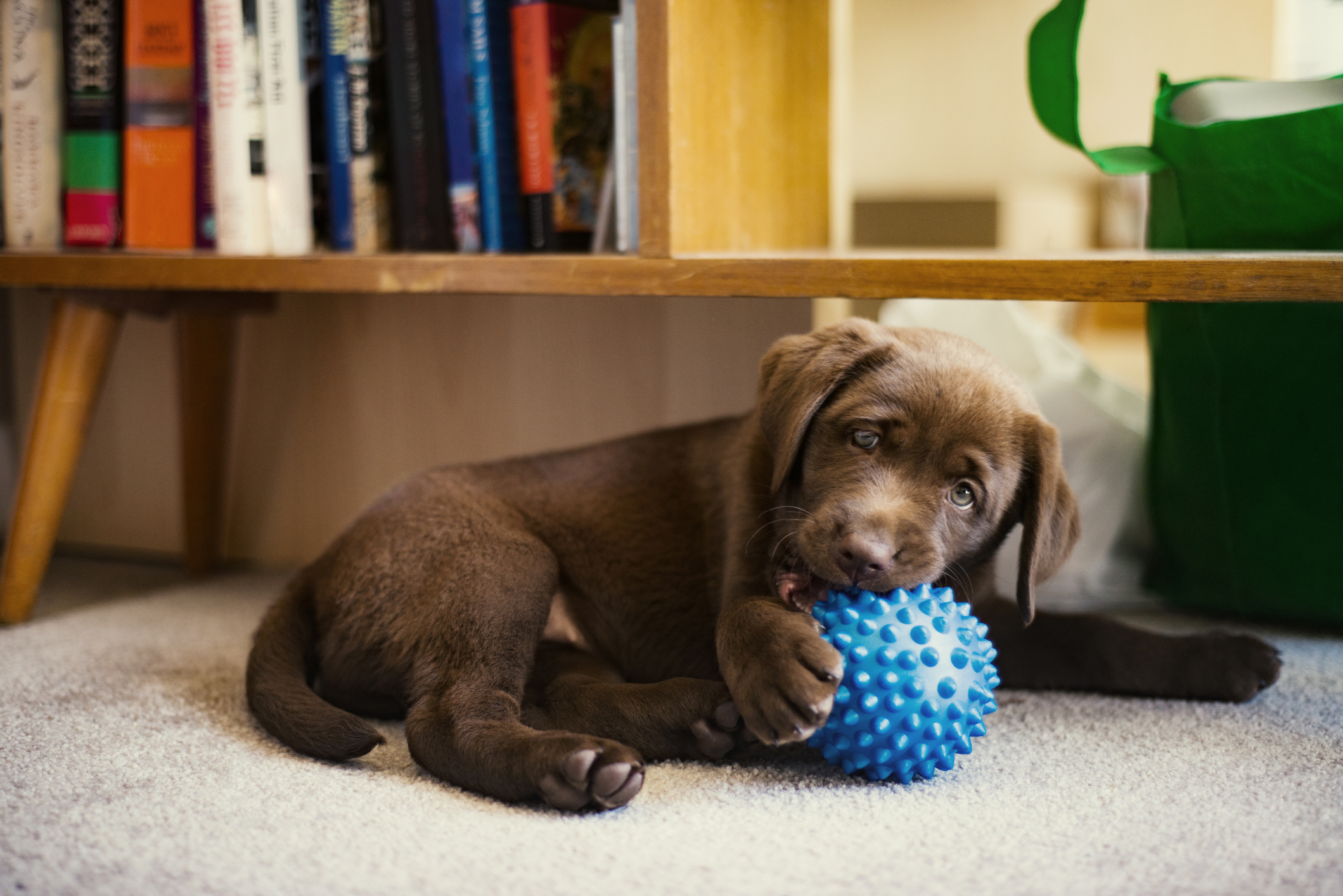 The Complete Guide to Raising a Puppy