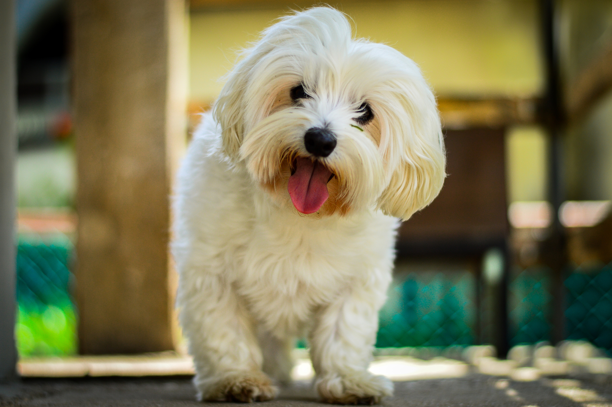 Most Popular Toy Dog Breeds