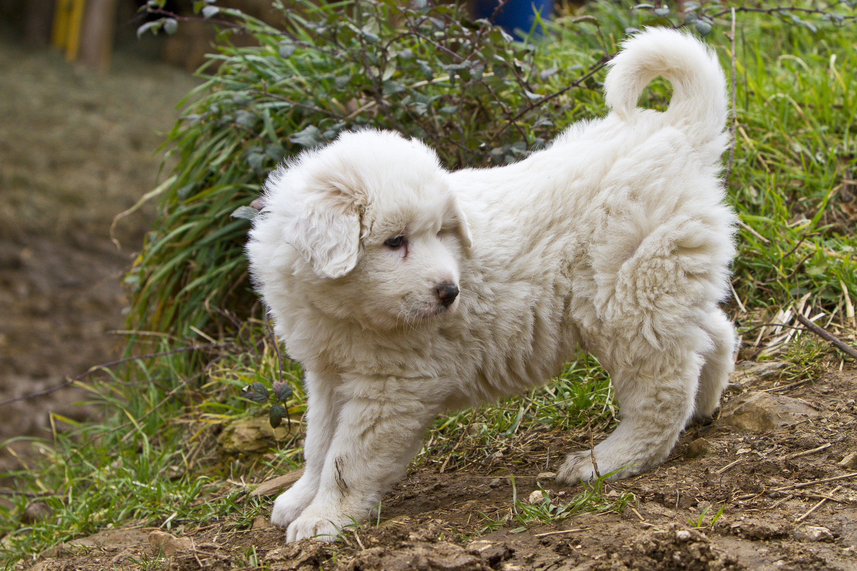 Great Pyrenees Puppy Pictures and Facts
