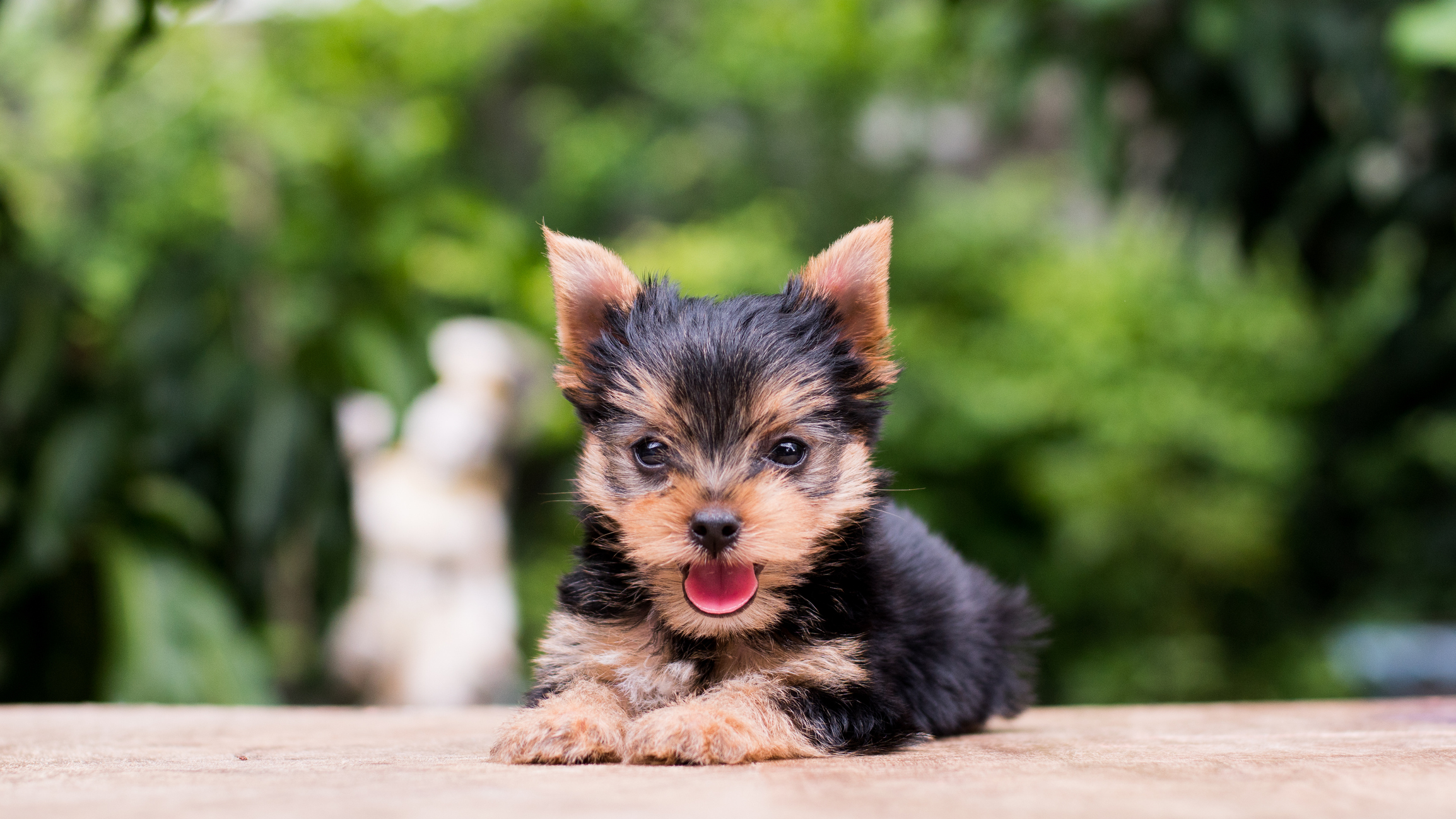 Yorkshire Terrier Puppy Pictures and Facts