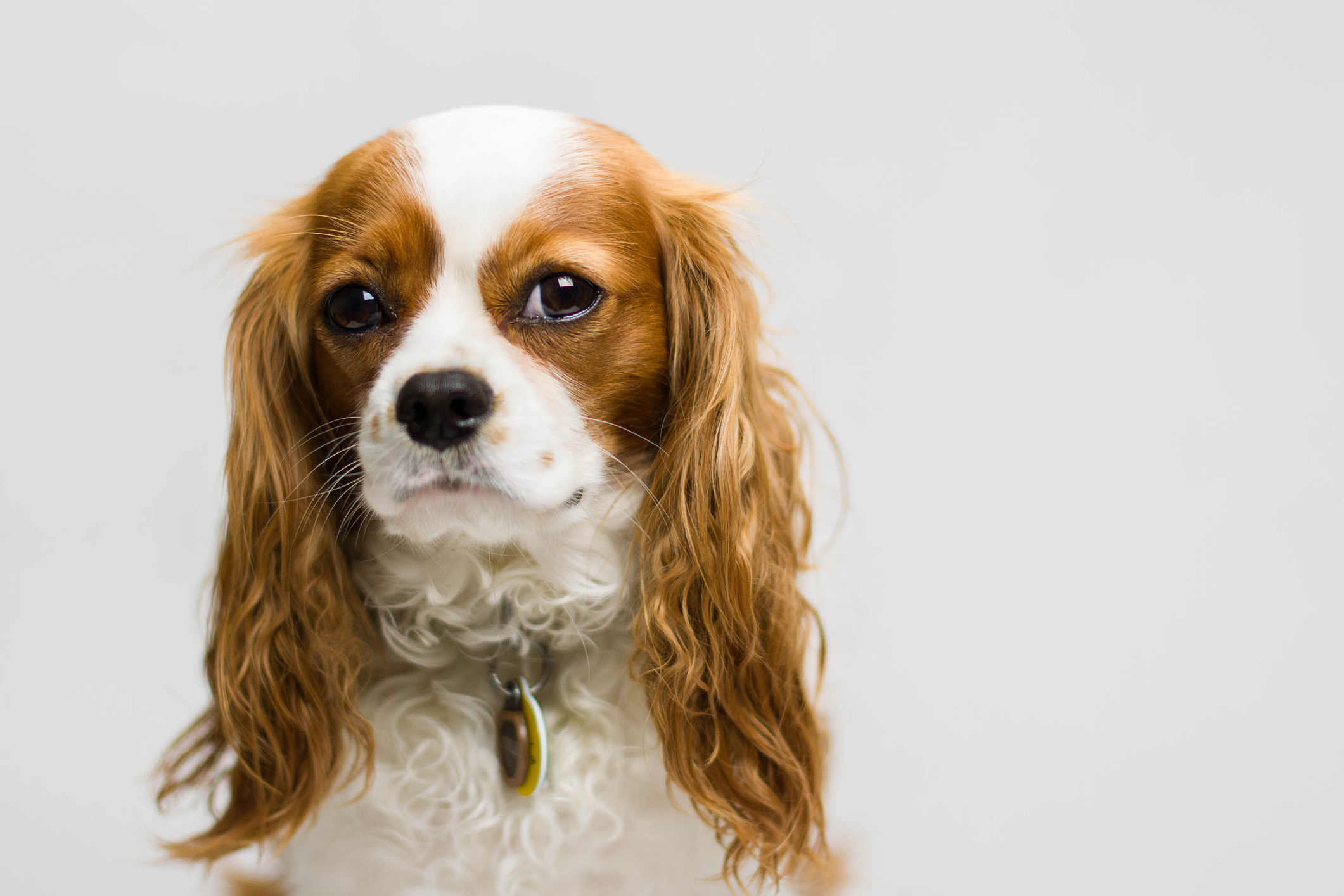 Cavalier King Charles Spaniel Dog Breed Information