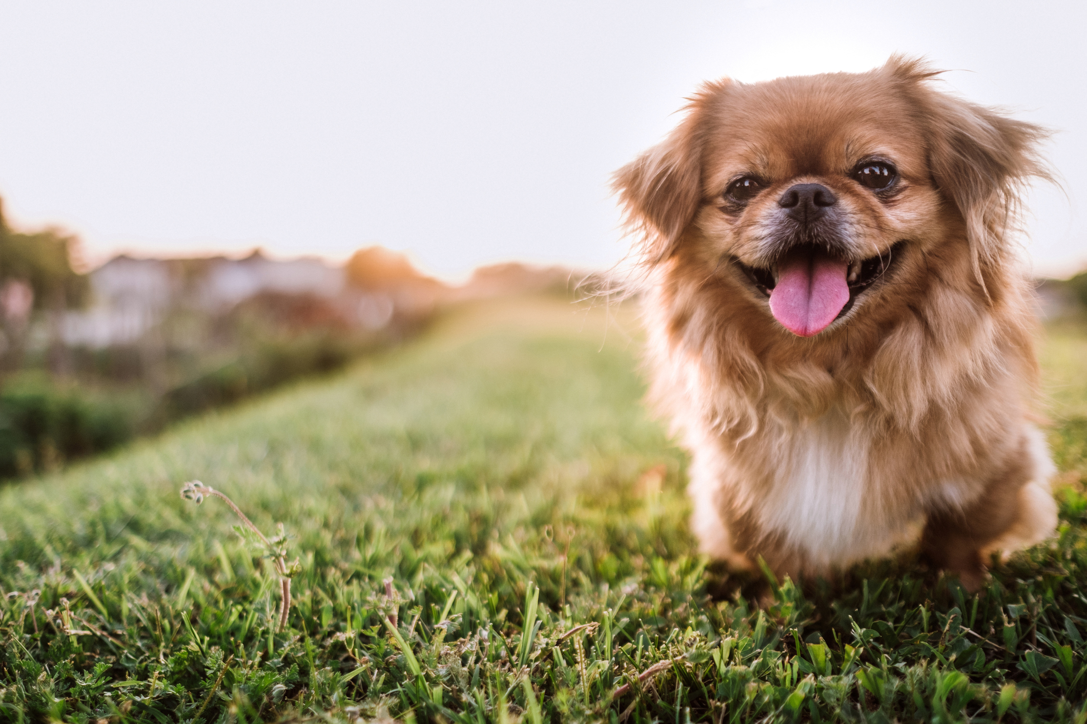 Pekingese Dog Breed Information & Characteristics